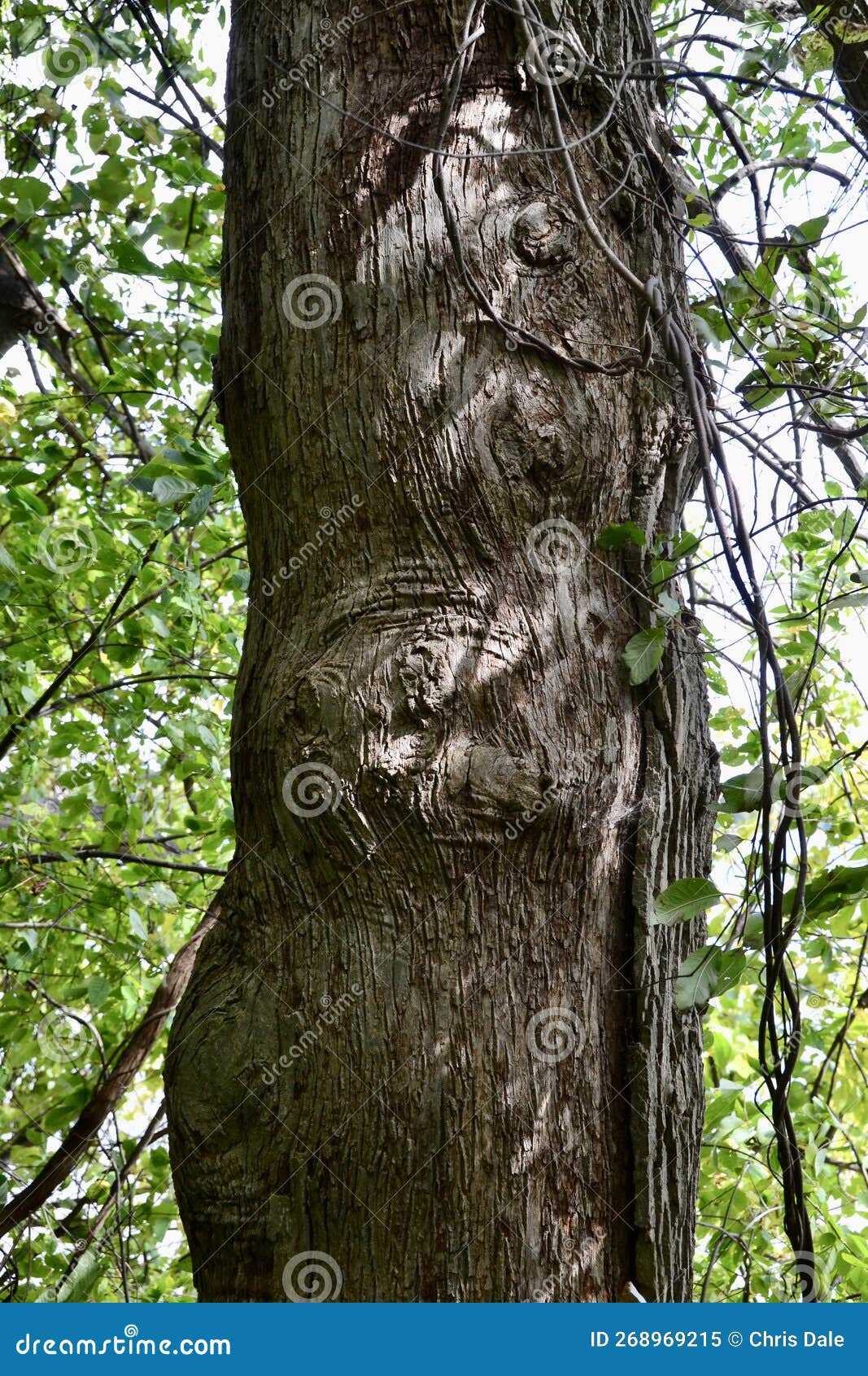 Closeup of Lumpy Tree Bark Along Water’s Edge Trail Stock Image - Image ...