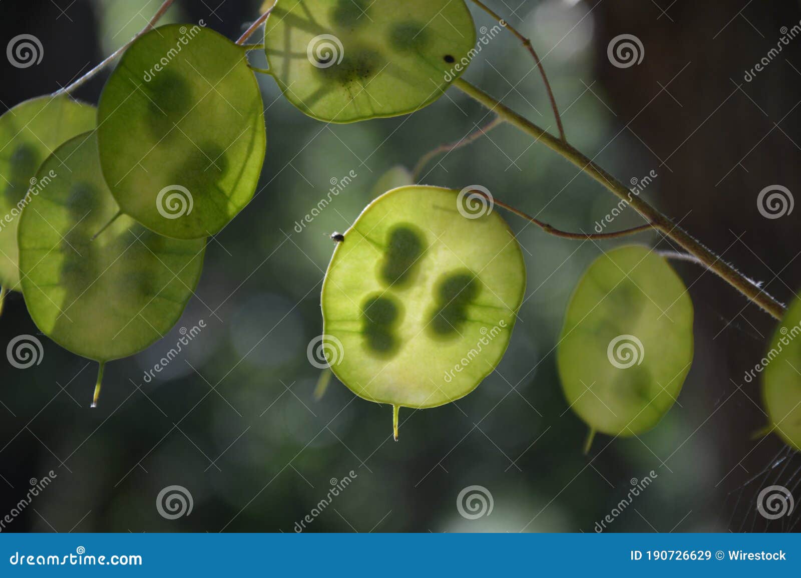 Closeup of a Lunaria Annua Leaves Under the Sunlight Stock Image ...