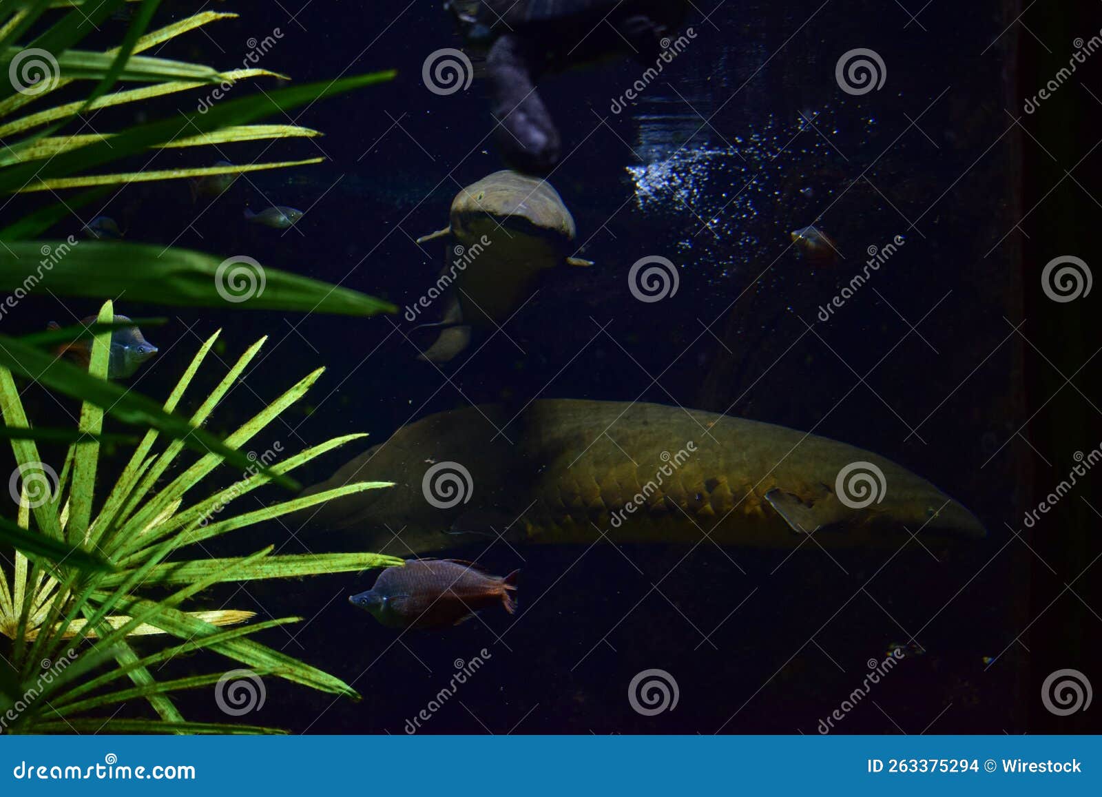 Closeup of Lungfish Swimming in an Aquarium Stock Photo - Image of swim ...
