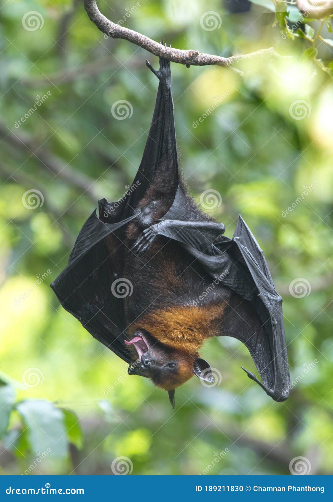 Closeup Lyle`s flying fox stock photo. Image of nature - 189211830