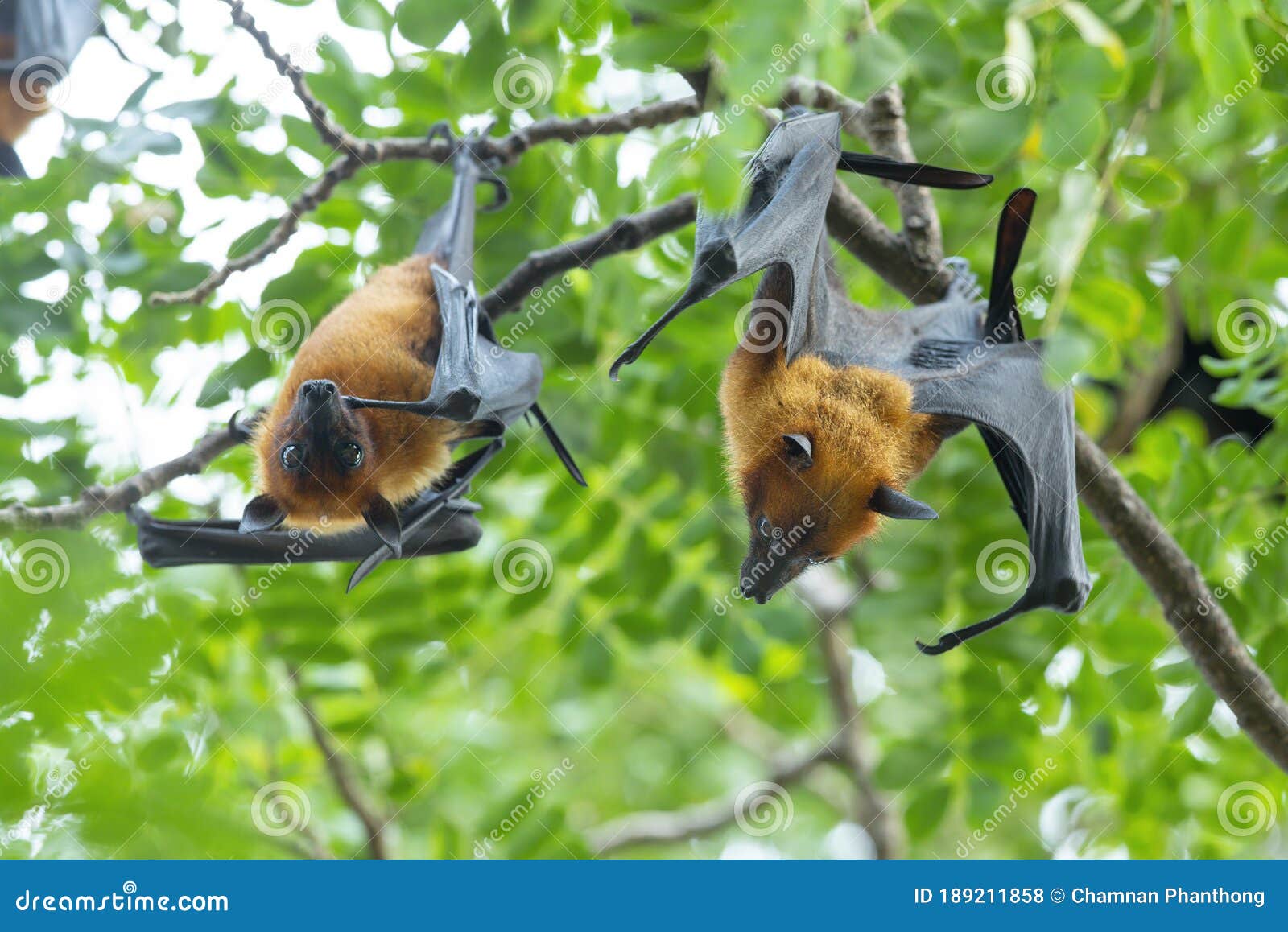 Closeup Lyle`s flying fox stock photo. Image of large - 189211858