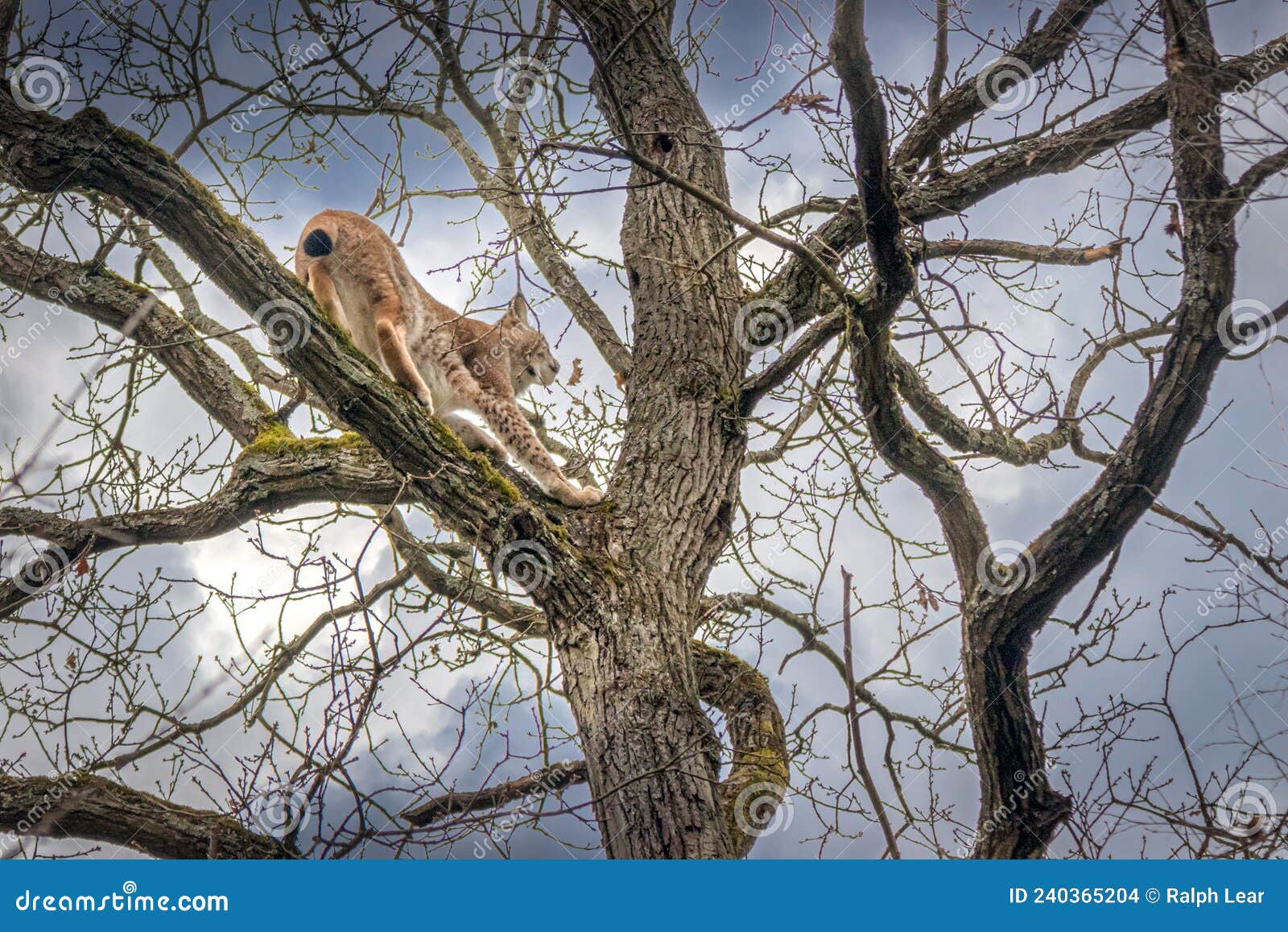 Closeup of a Lynx Climbing a Tree and Sitting on a Branch Stock Photo ...