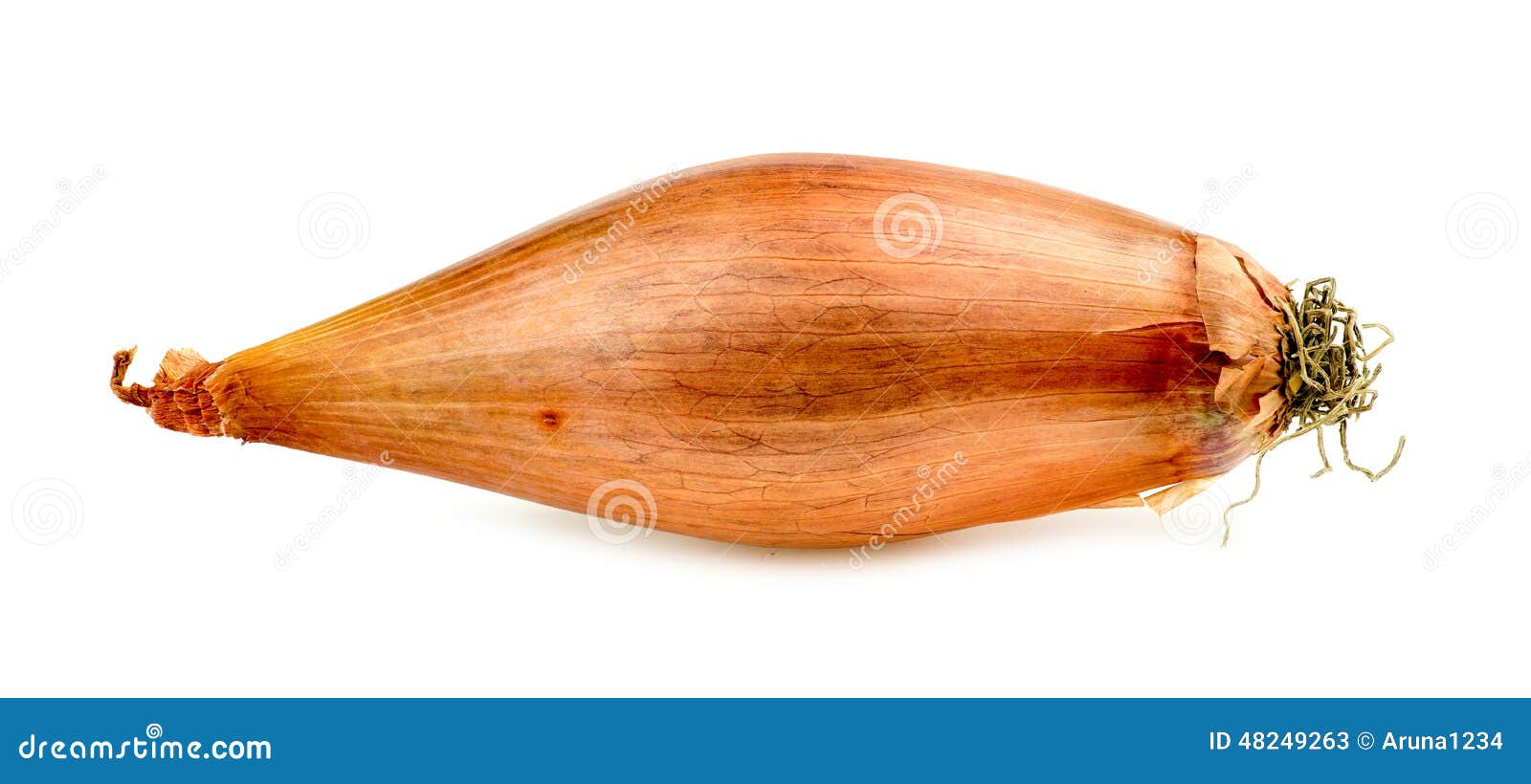 Closeup Macro of Beautiful Echalion Onion Stock Image - Image of ...