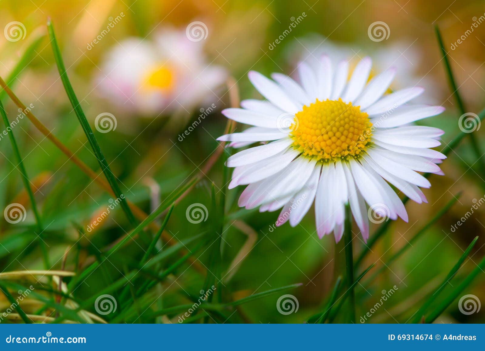 Closeup Macro of Daisy Flower Blossom Stock Photo - Image of grof ...