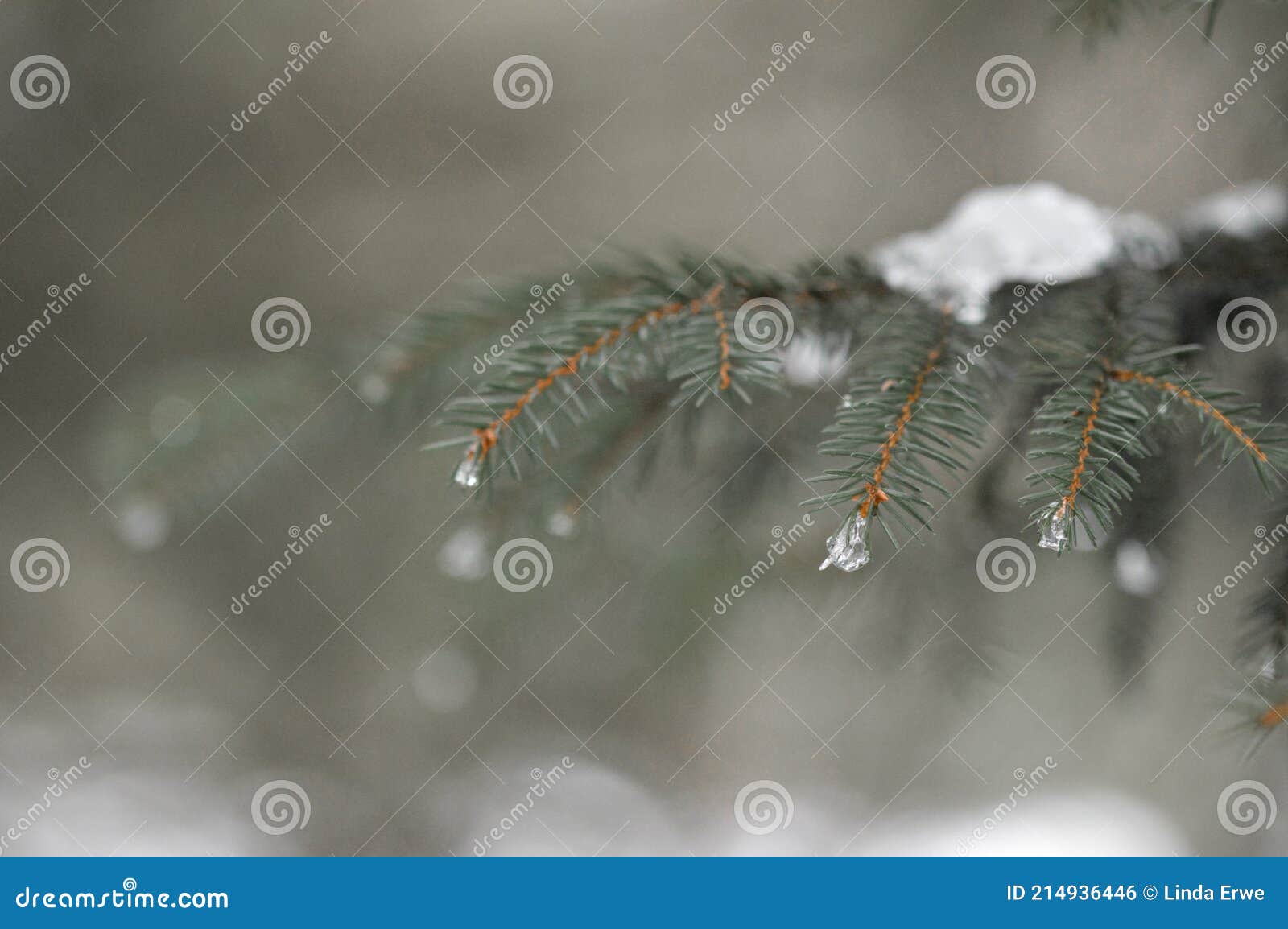 Closeup Macro of Ice on Pine Tree Stock Photo - Image of frost, frozen ...