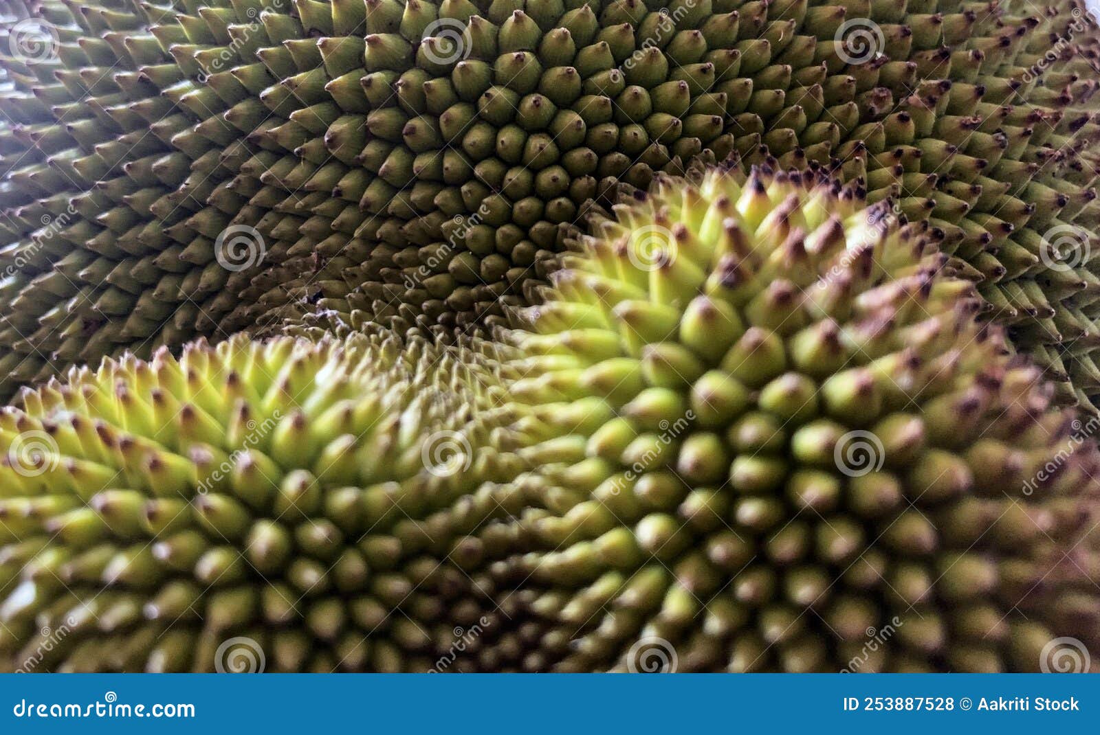 Closeup Macro of Jackfruit Peel Texture a Small Button Consecutive ...