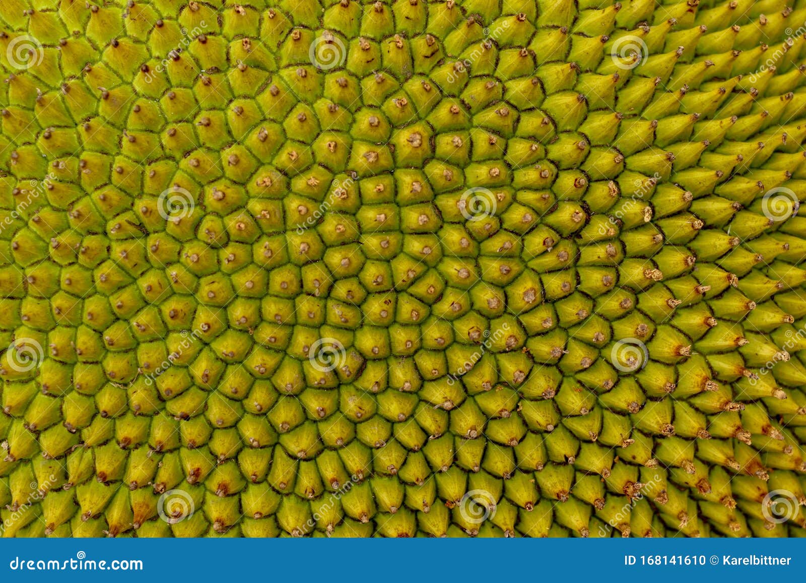 Closeup Macro of Jackfruit Peel Texture a Small Button Consecutive ...