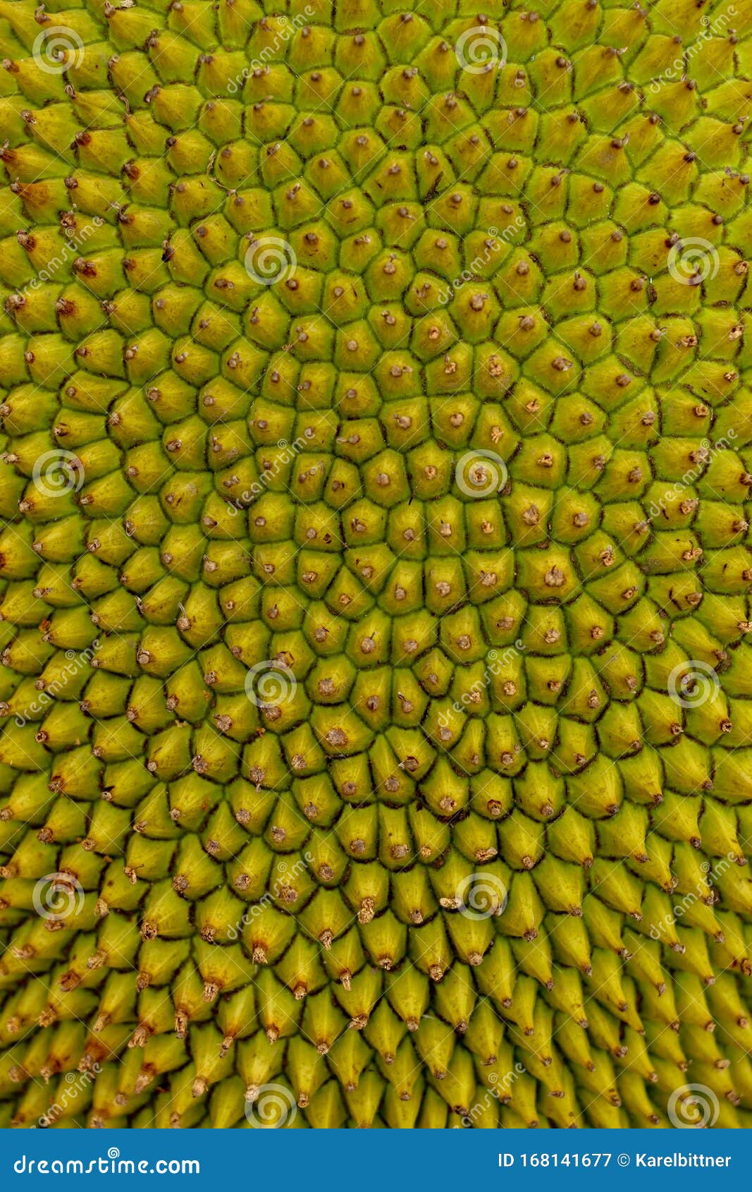 Closeup Macro of Jackfruit Peel Texture a Small Button Consecutive ...