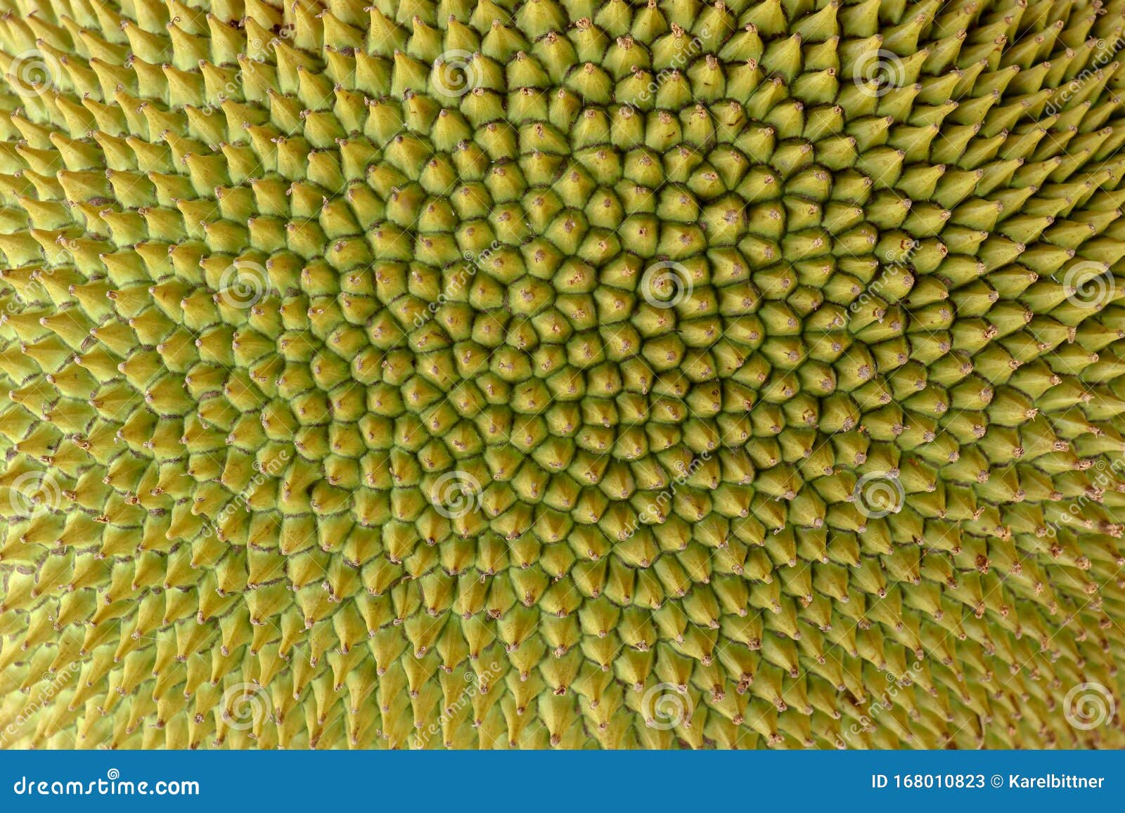 Closeup Macro of Jackfruit Peel Texture a Small Button Consecutive ...