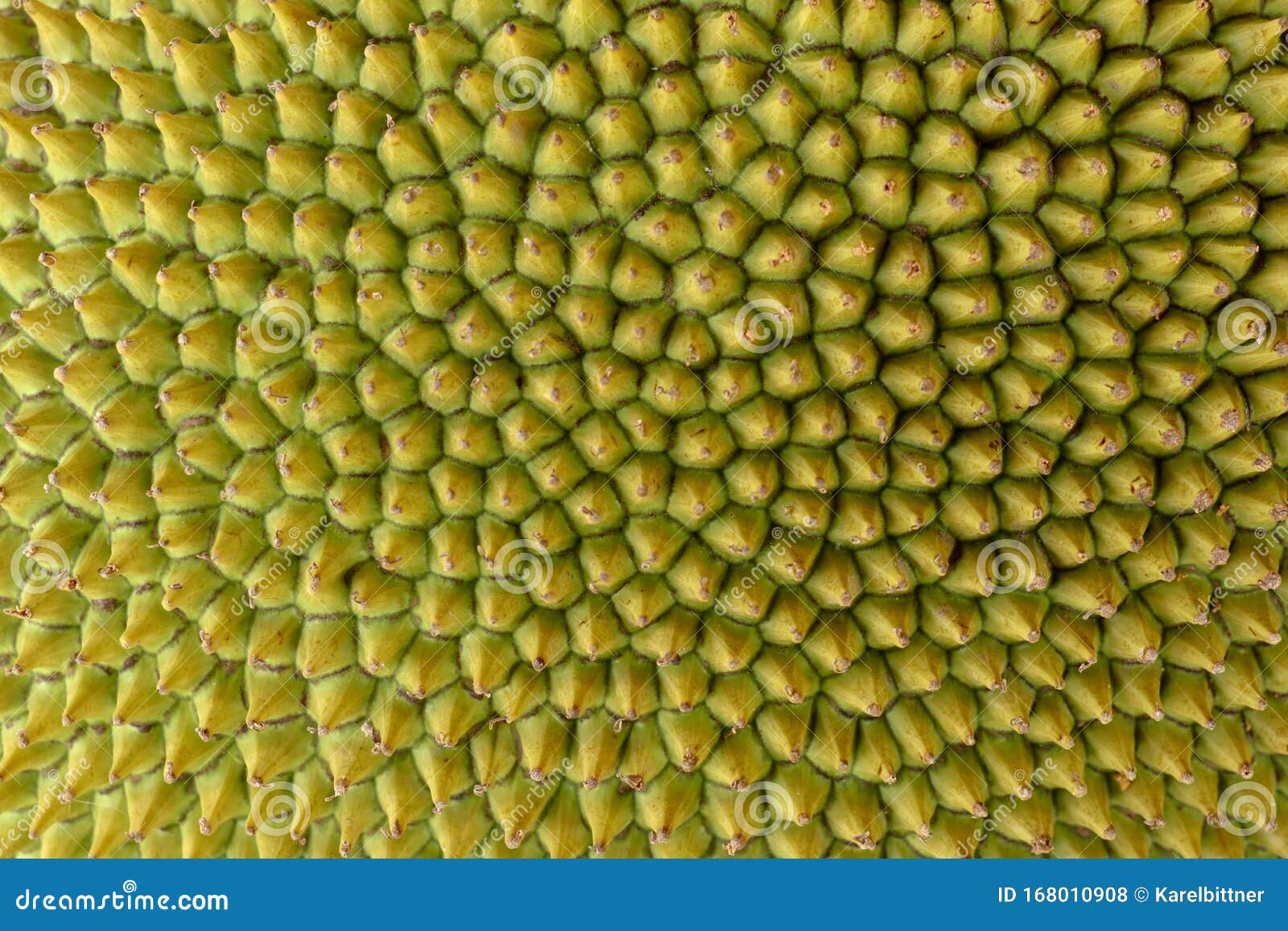 Closeup Macro Of Jackfruit Peel Texture A Small Button Consecutive ...