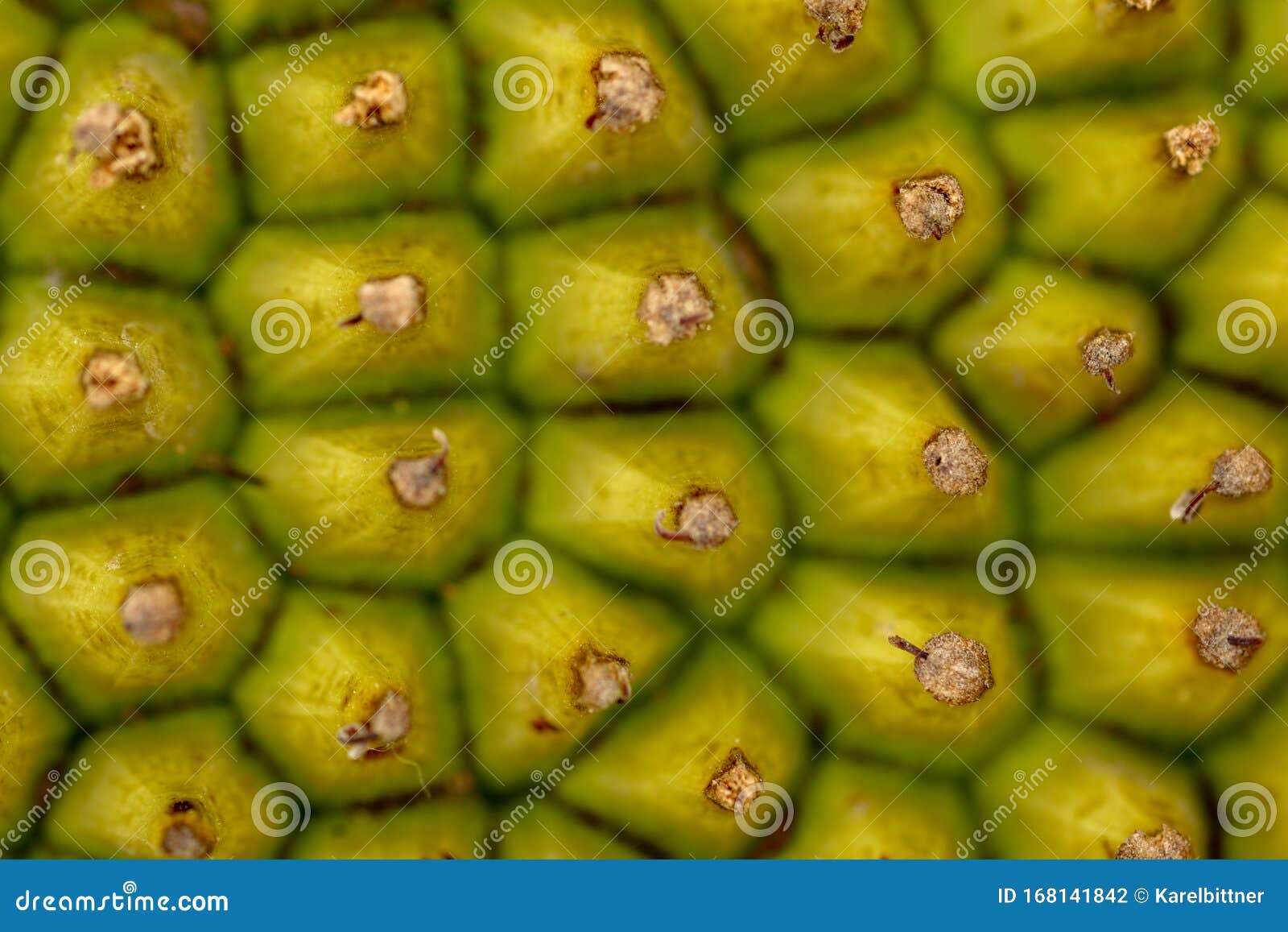 Closeup Macro of Jackfruit Peel Texture a Small Button Consecutive ...