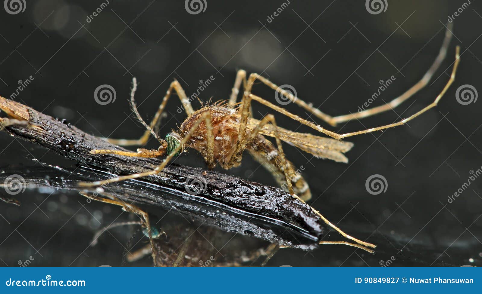 Closeup or Macro of Mosquito Stock Image - Image of malaria, material ...