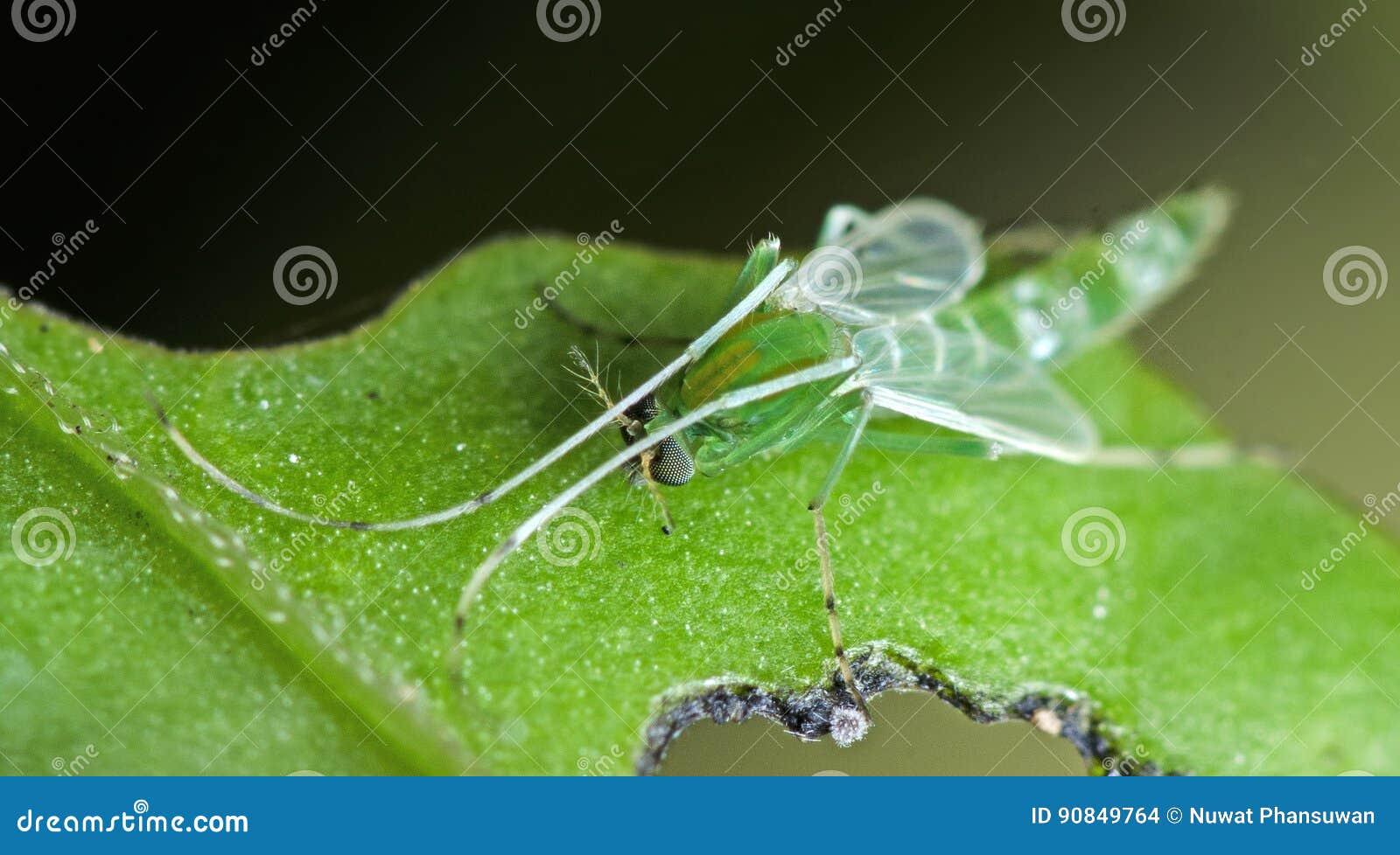 Closeup or Macro of Mosquito Stock Photo - Image of fever, frame: 90849764