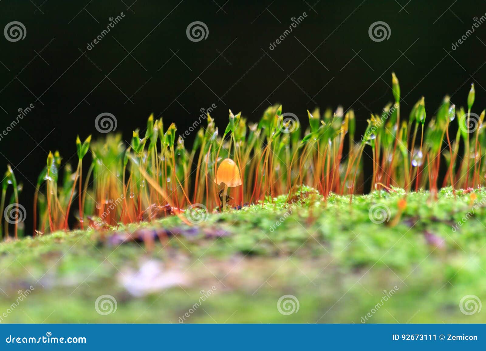 Haircap Moss Or Hair Moss Sporophyte. Plant Polytrichum Commune, Common ...