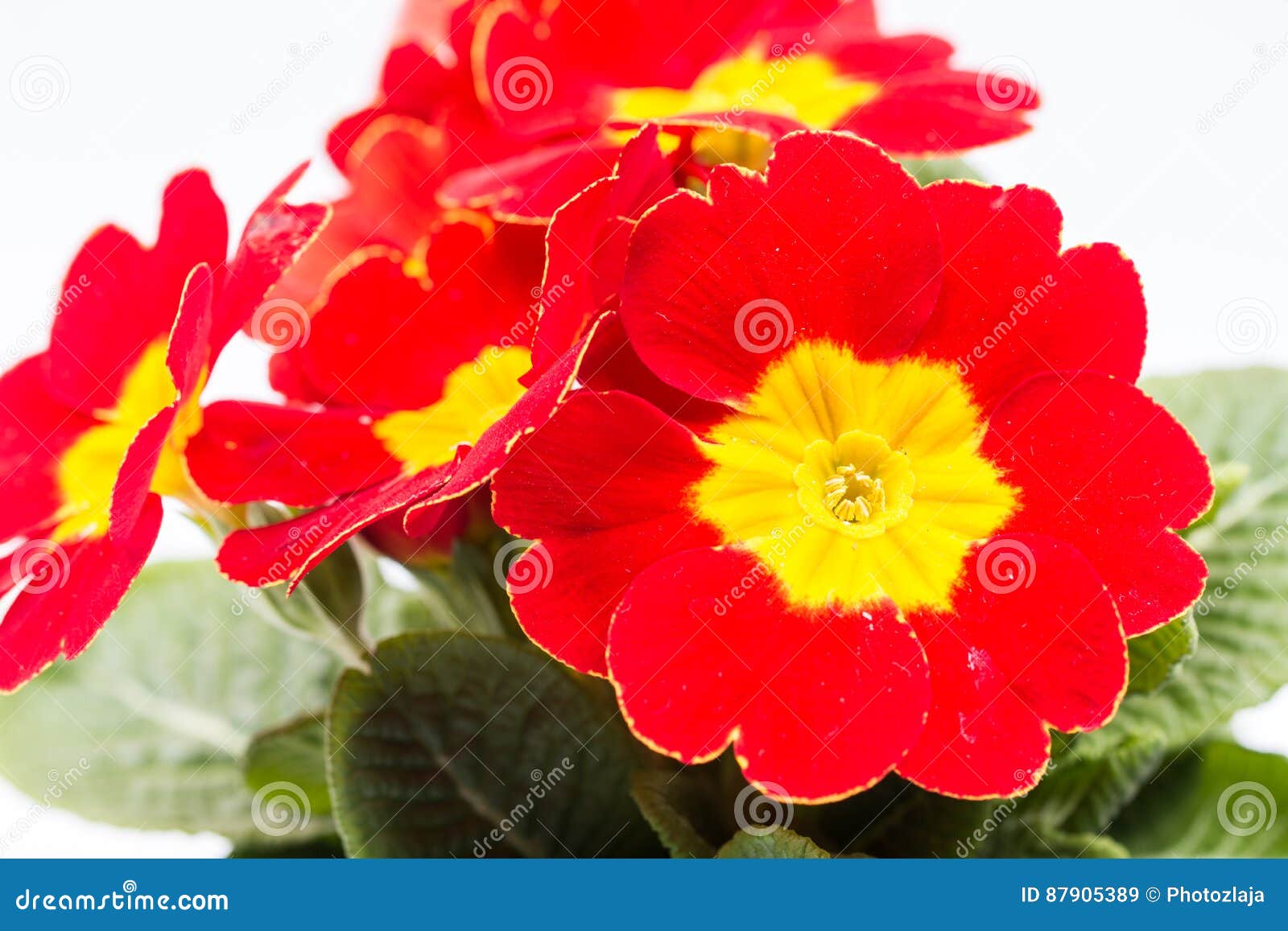 Closeup Macro Red Yellow Primrose Flowers Stock Image - Image of garden ...