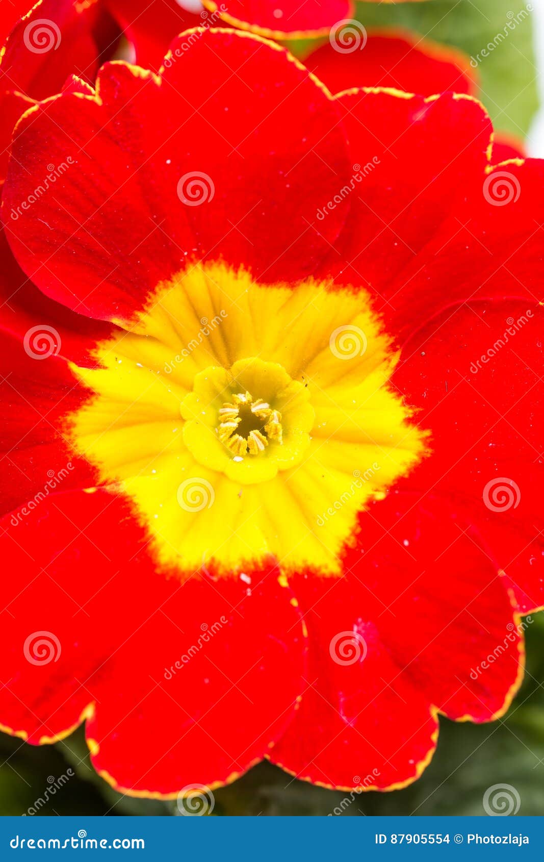 Closeup Macro Red Yellow Primrose Flowers Stock Photo - Image of nature ...