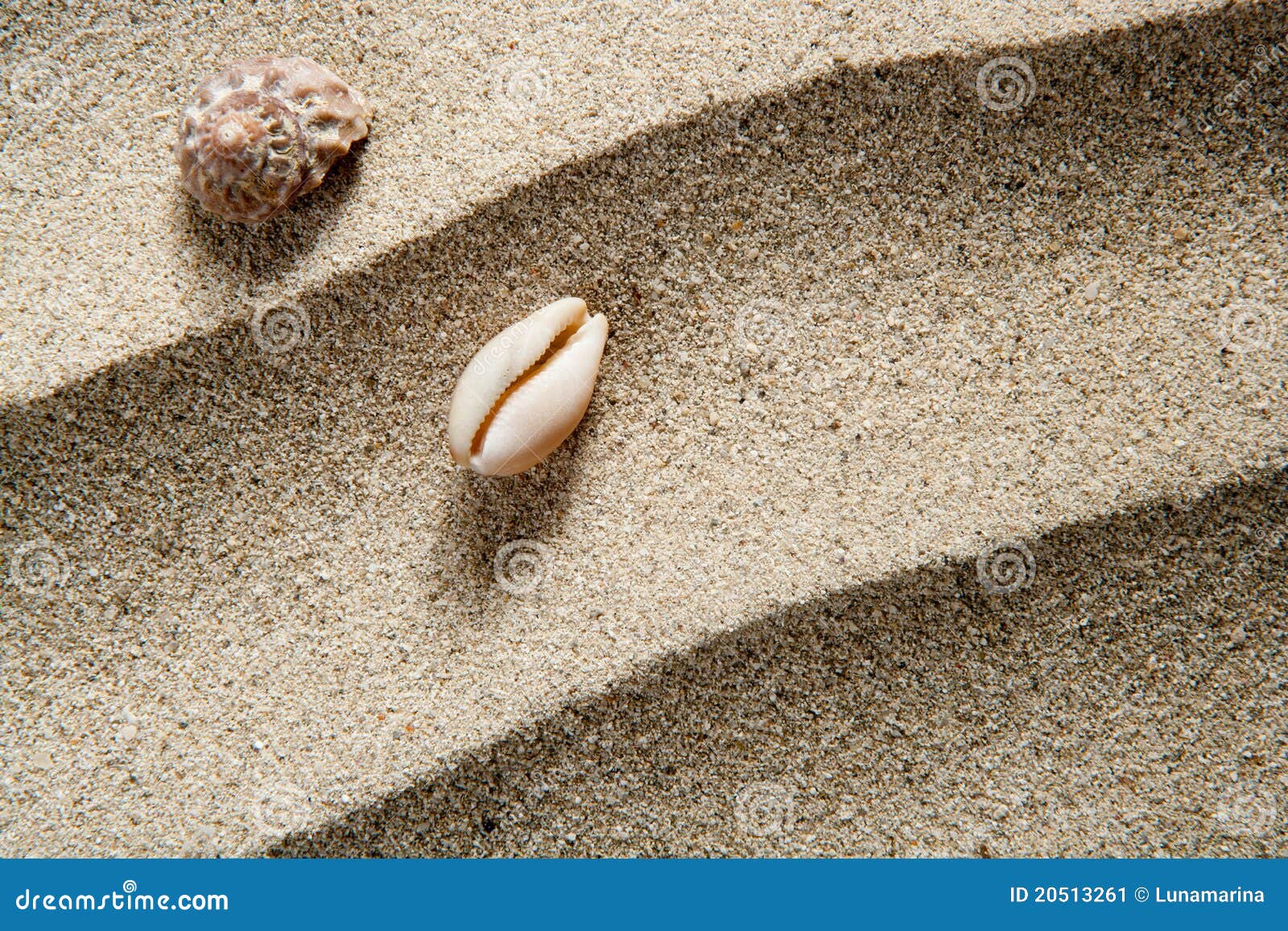 Closeup And Macro Shot Of The Flamboyancy Cuttlefish During A Leisure ...
