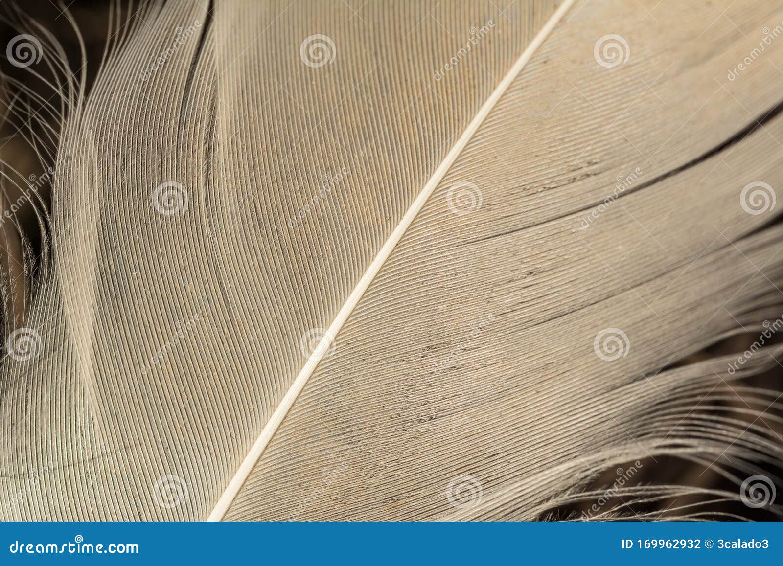 Closeup Macro Shot of Beautiful White Swan Feather Stock Photo - Image ...