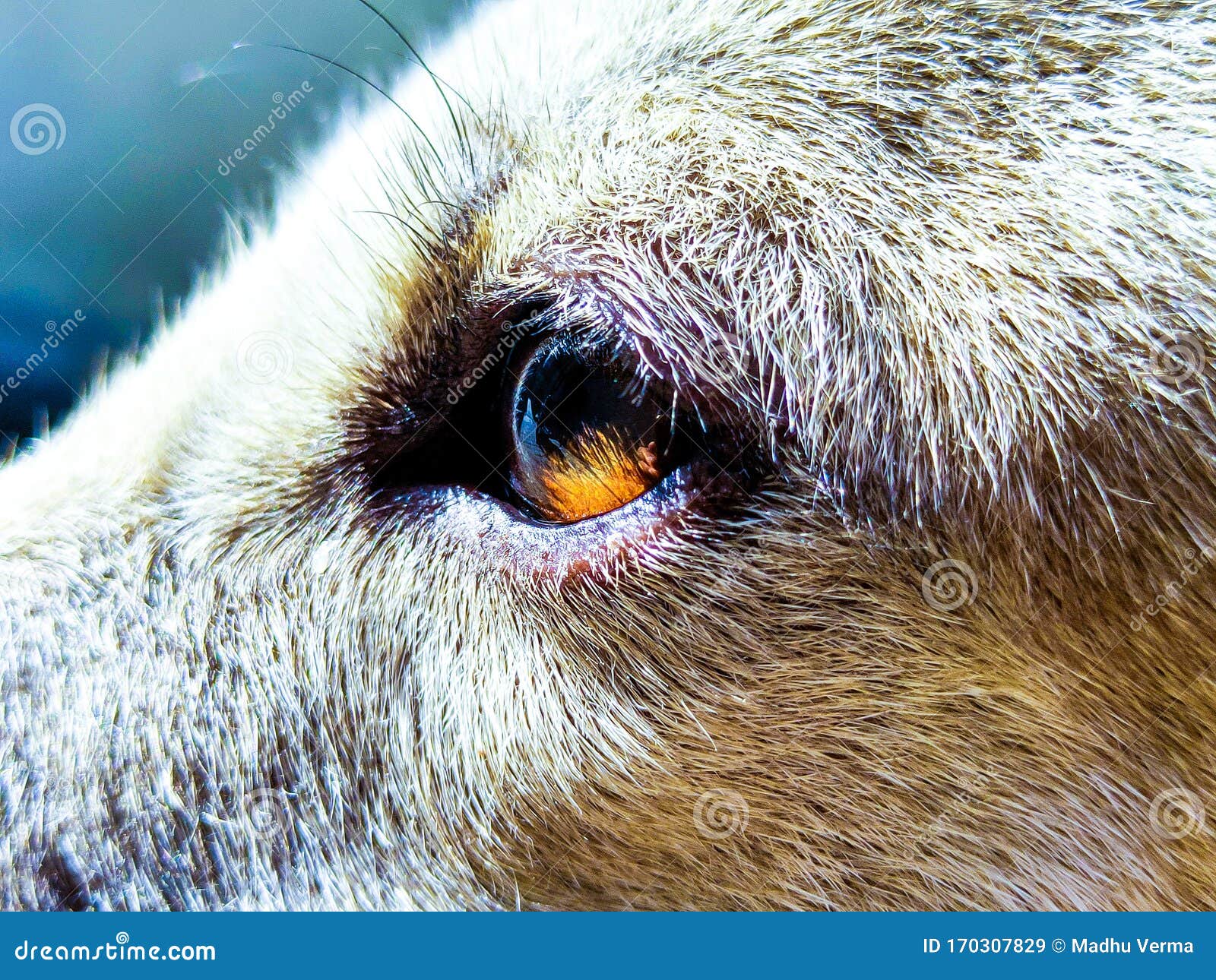 A Closeup Macro Shot of a Dog Eye Stock Image - Image of background ...