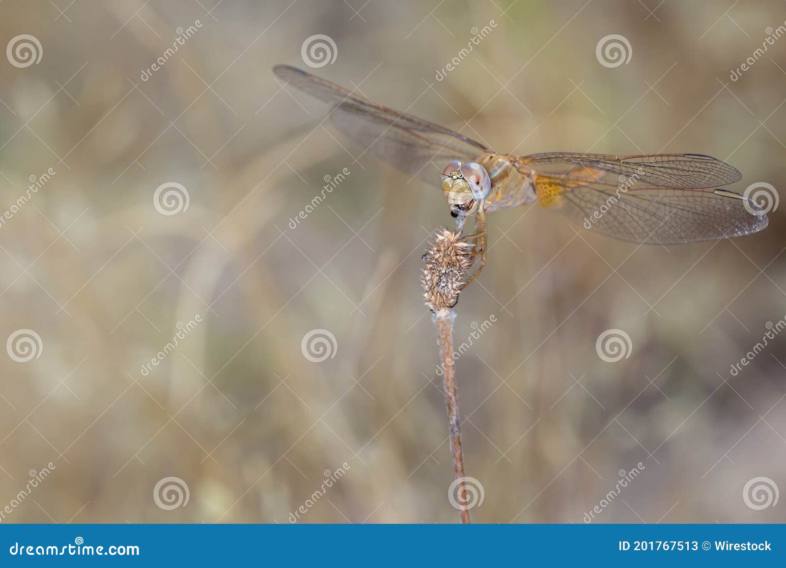 Dragonfly Eating Ant Stock Photos - Free & Royalty-Free Stock Photos ...