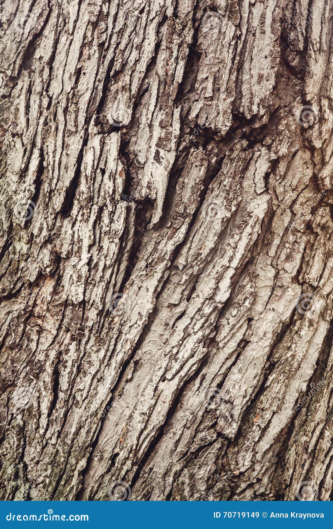 Closeup Macro Shot of Textured Background of an Old Aged Beautiful Oak ...
