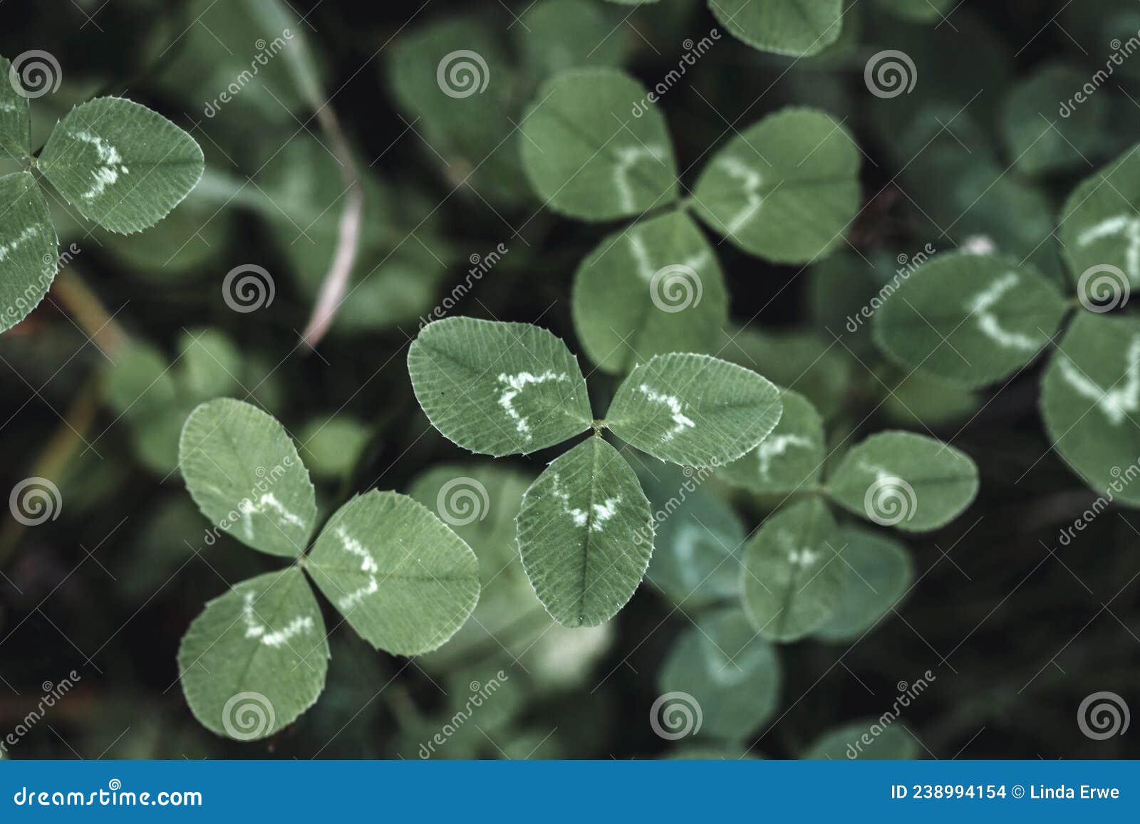 Closeup or Macro of Three Clover Plant Stock Photo - Image of nature ...