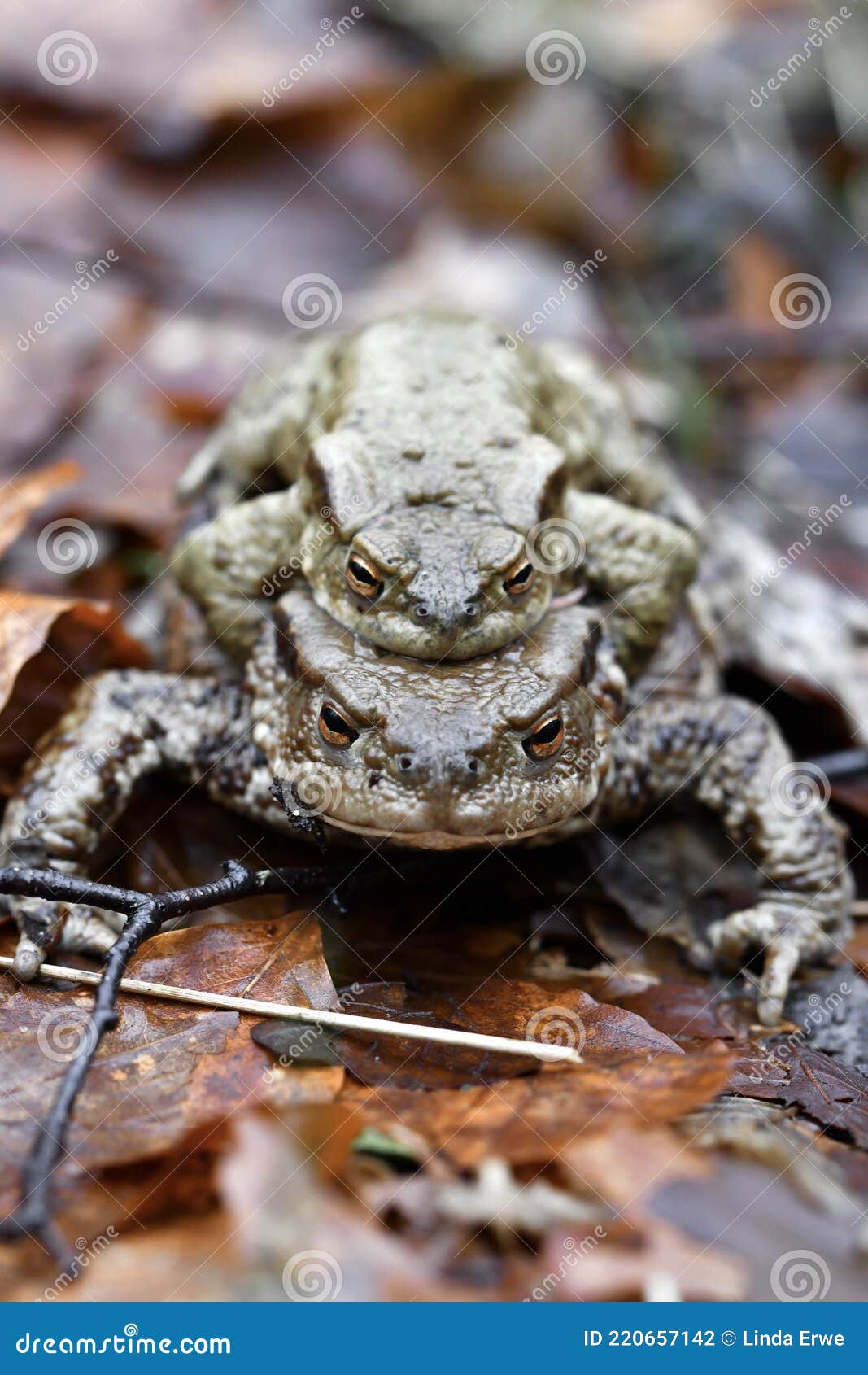 Closeup Macro of Two Toads or Frogs Mating Stock Photo - Image of ...