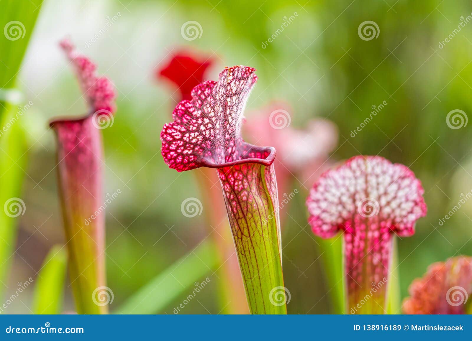 A Green Sarracenia X Excellens Pitcher Plant Pitfall Trap In A ... A Green Sarracenia X Excellens Pitcher Plant Pitfall Trap In A ...