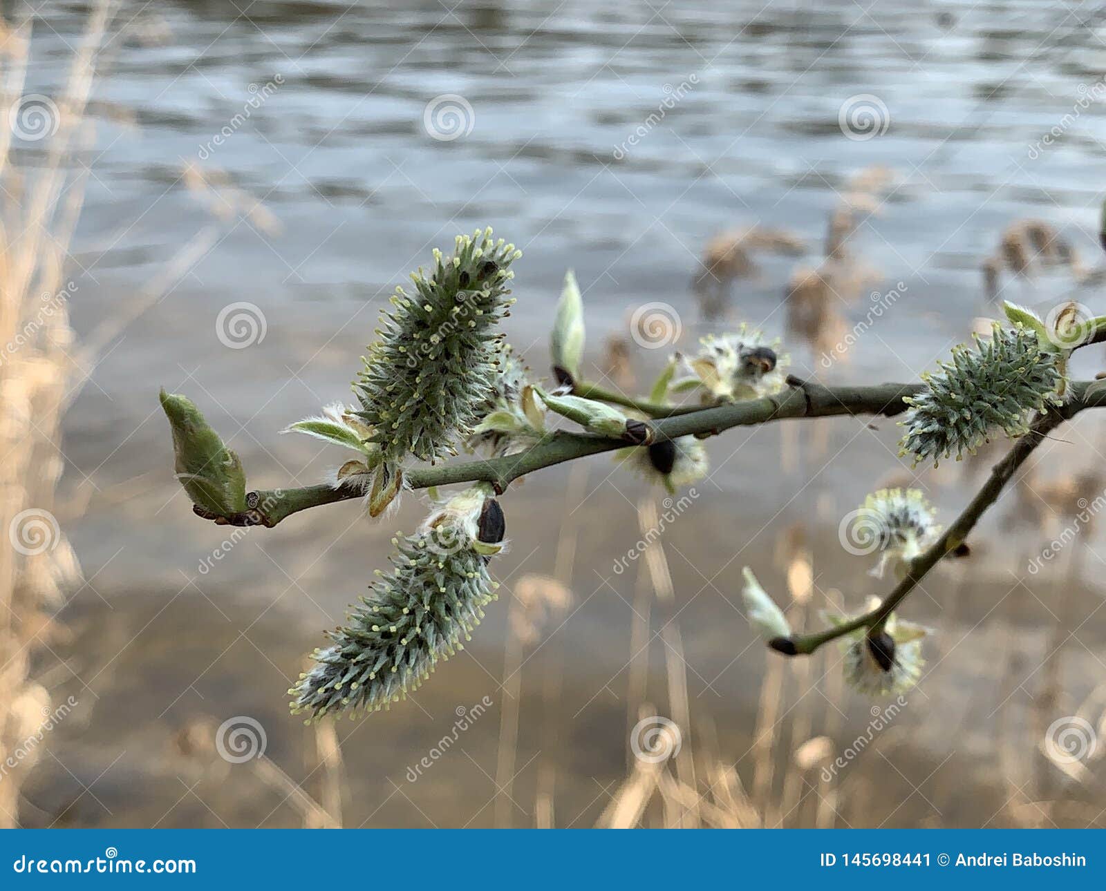 Willow tree flowers stock image. Image of closeup, willow - 145698441