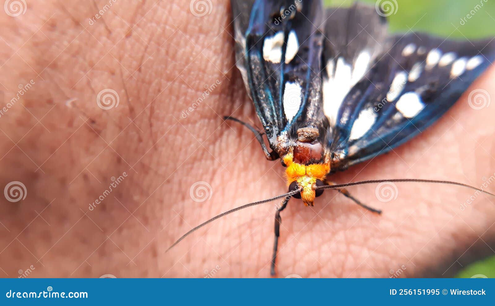 Closeup of a Macrobrochis Gigas Moth on a Hand Stock Image - Image of ...