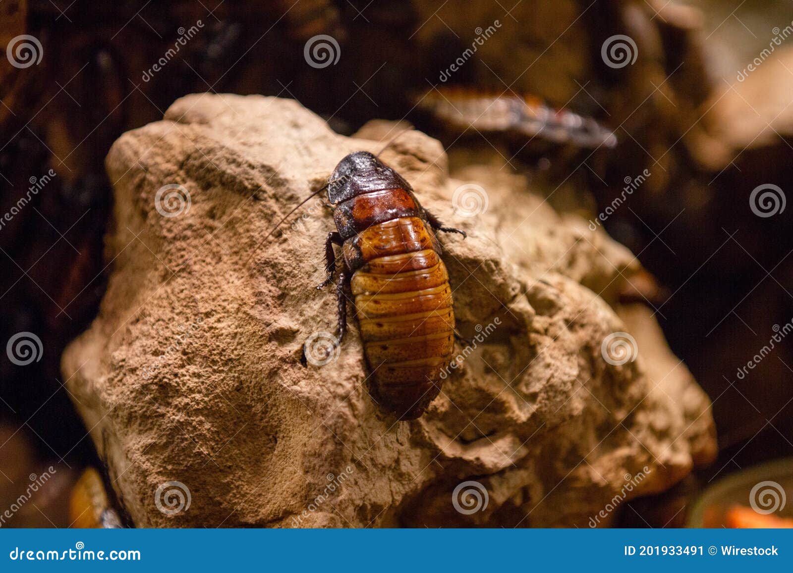 Closeup of a Madagascar Hissing Cockroach on a Rock Stock Image - Image ...