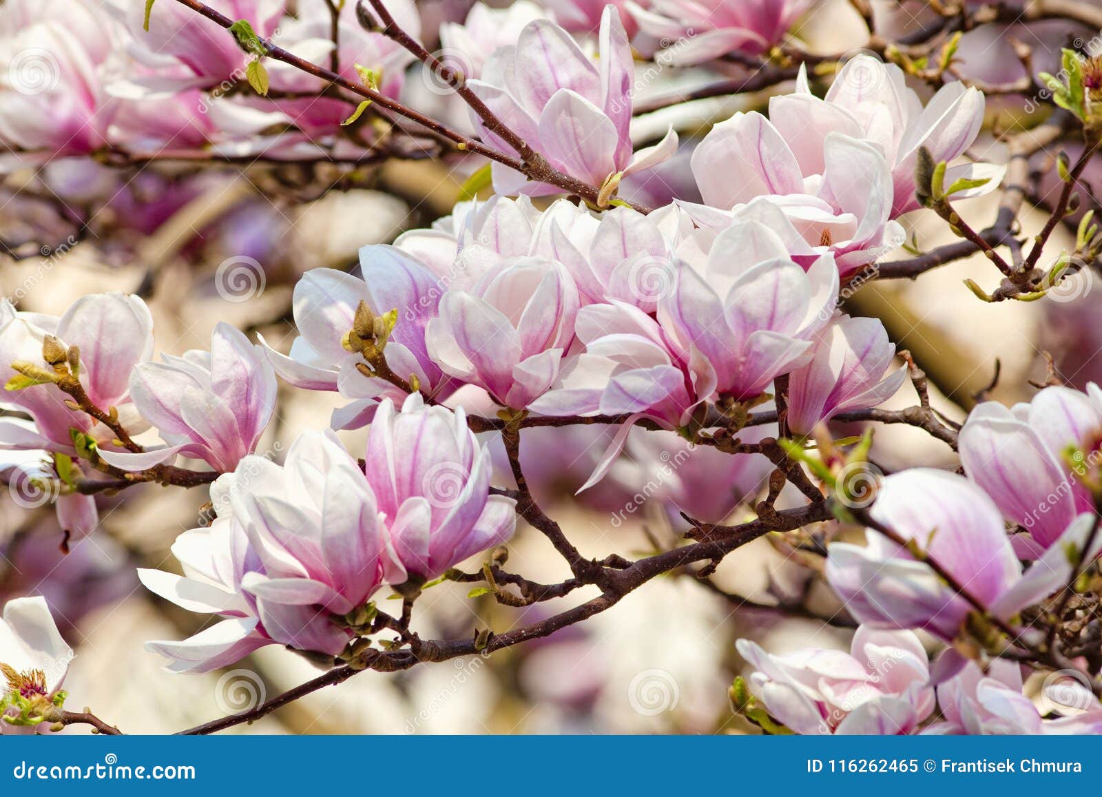 Closeup of Magnolia Flower at Blossom Stock Image - Image of magnolia ...