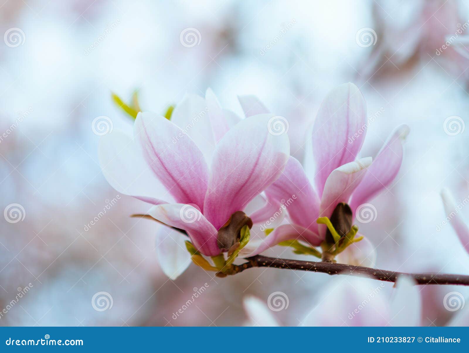 Closeup on Magnolia in Spring Stock Image - Image of people, magnolia ...