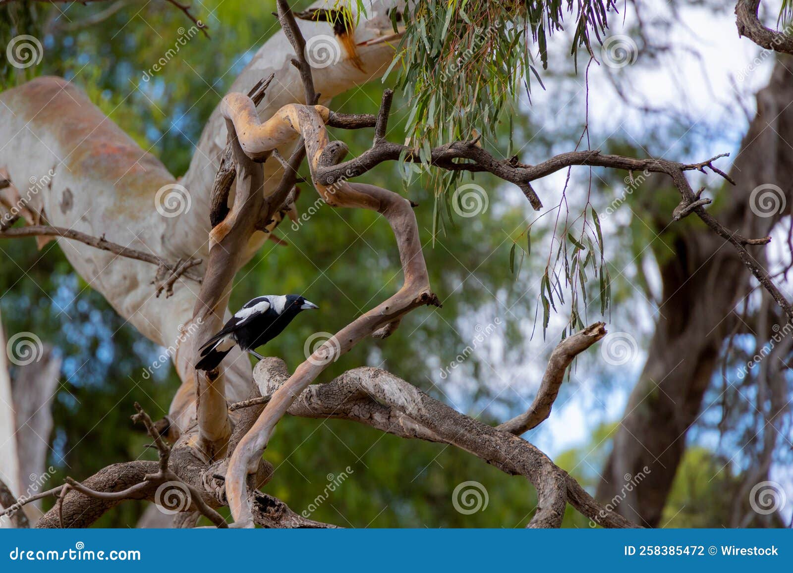 Closeup of a Magpie Perched on a Gum Tree Stock Photo - Image of plant ...