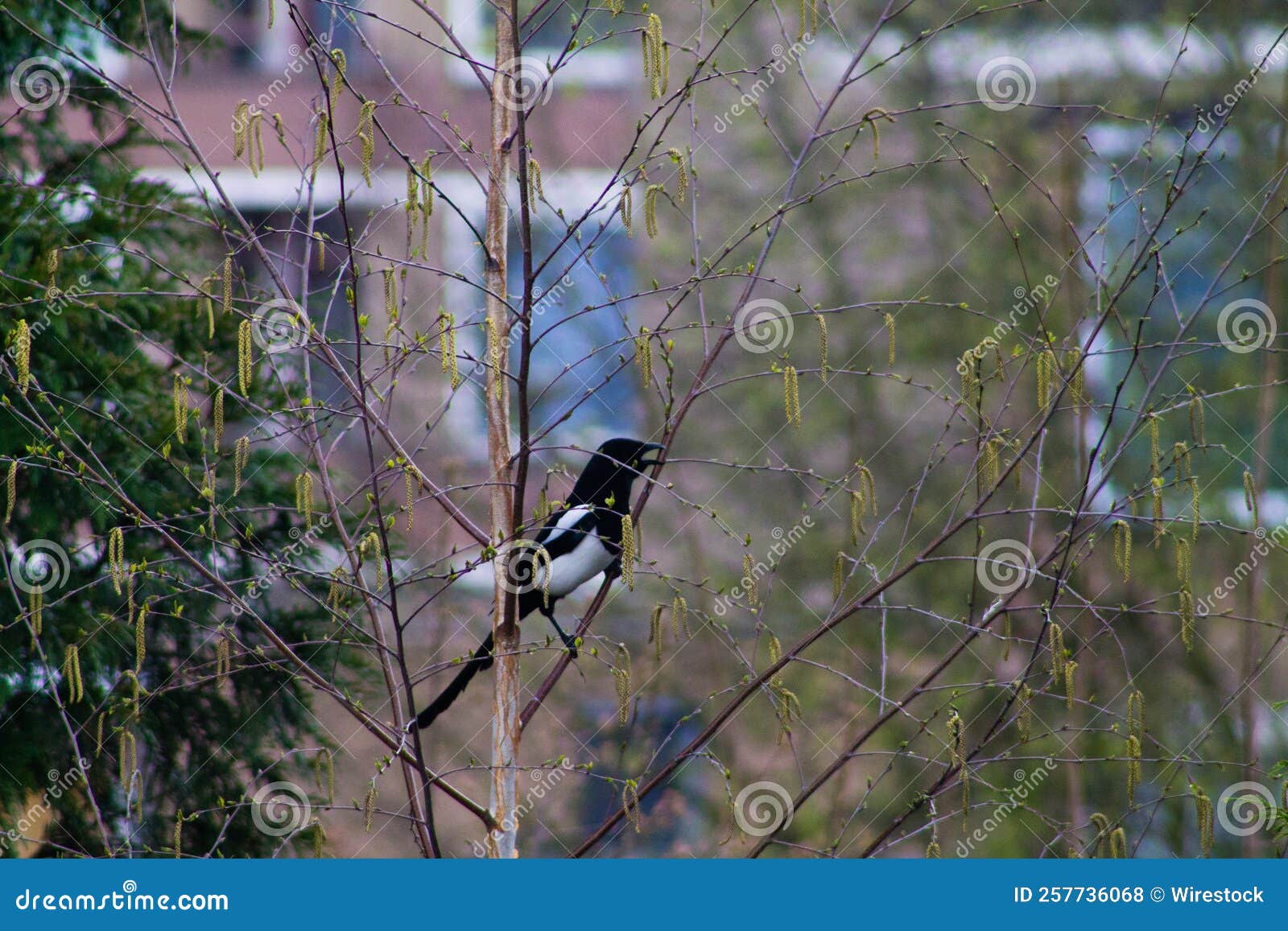 Closeup of a Magpie Sitting on Tree Branches Stock Photo - Image of ...