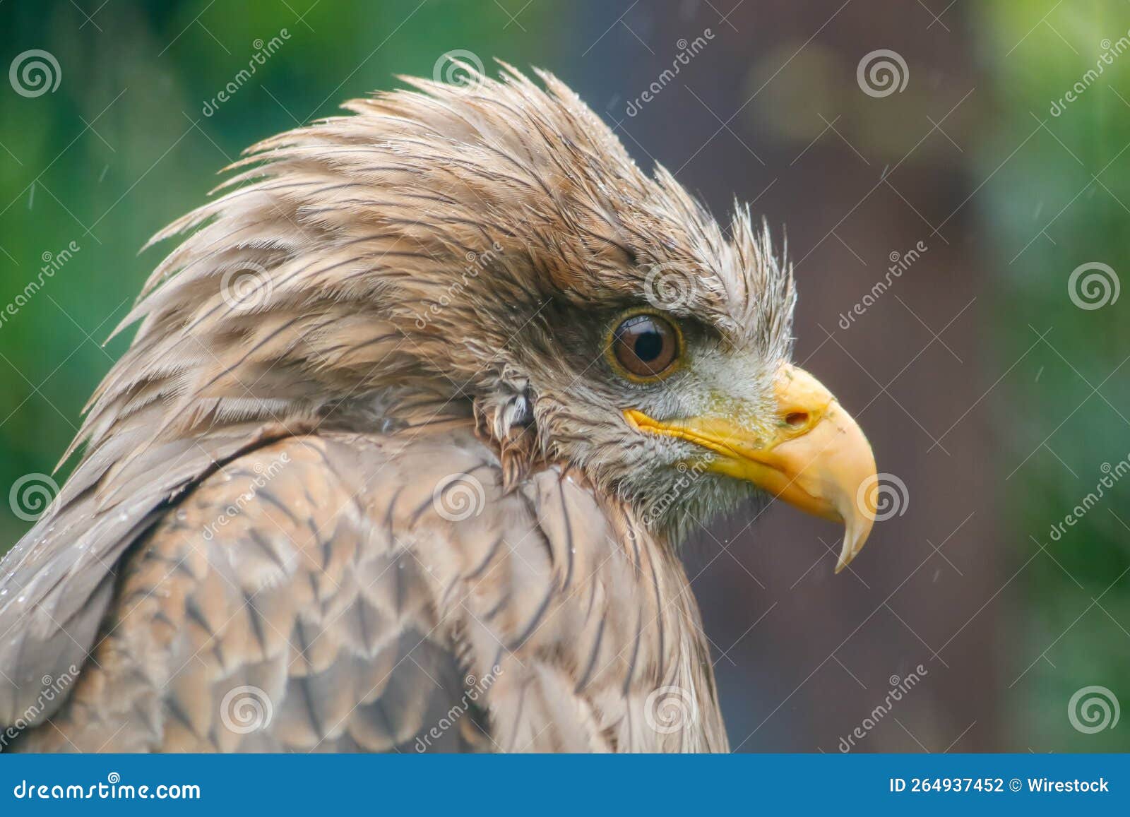 Closeup of a Majestic Eagle in a Forest Stock Photo - Image of daytime ...