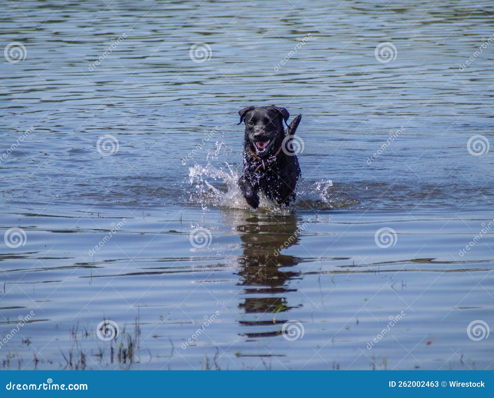 Closeup of the Majorca Shepherd Dog Playing in the Lake. Stock Image ...