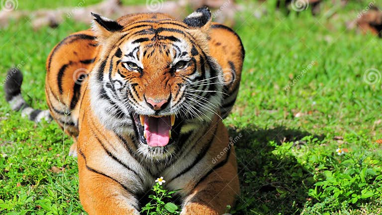 Closeup of a Malayan Tiger stock photo. Image of beautiful - 22236782