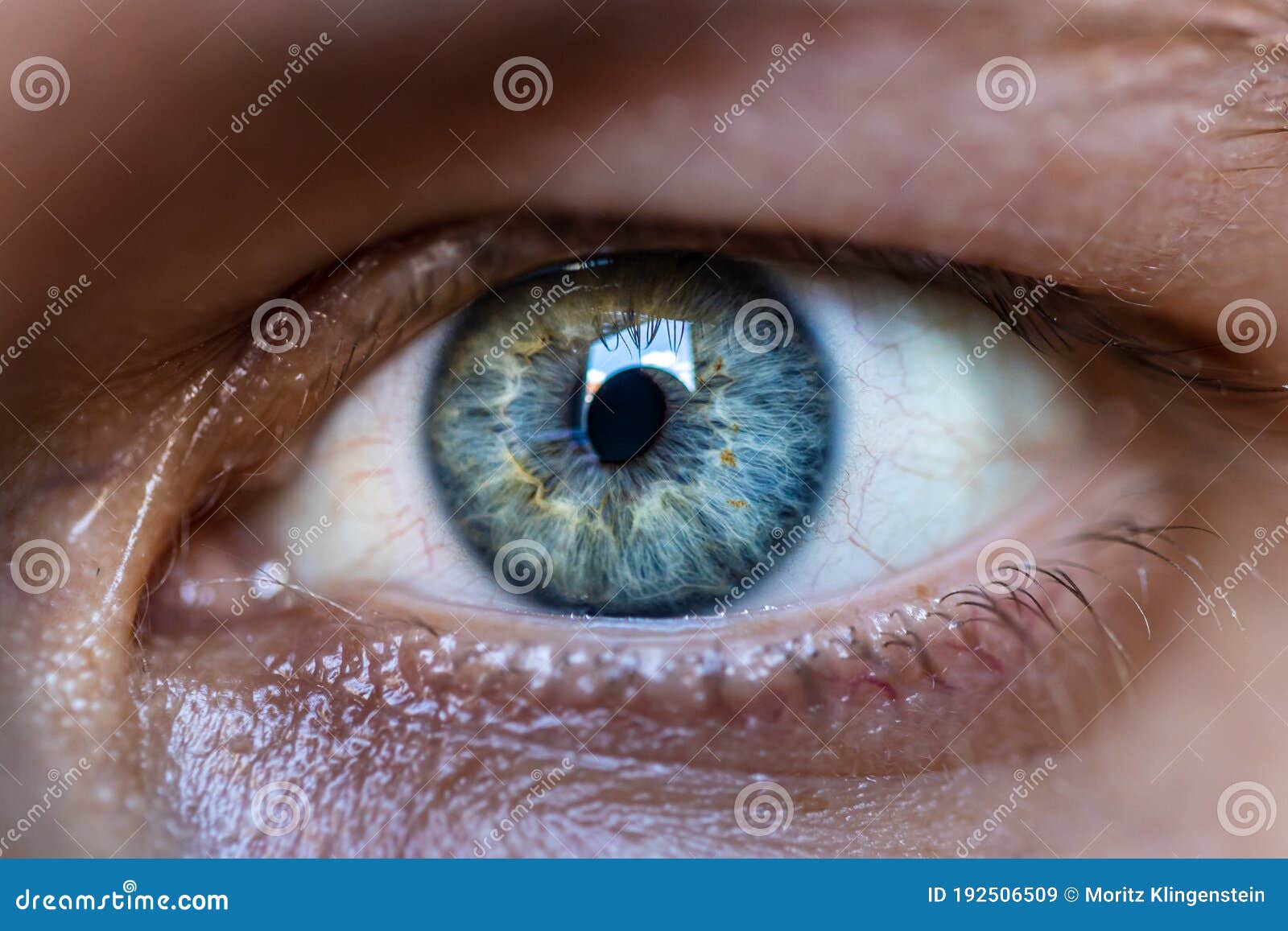 Closeup of a Male Blue Human Eye Stock Image - Image of blue, brown ...