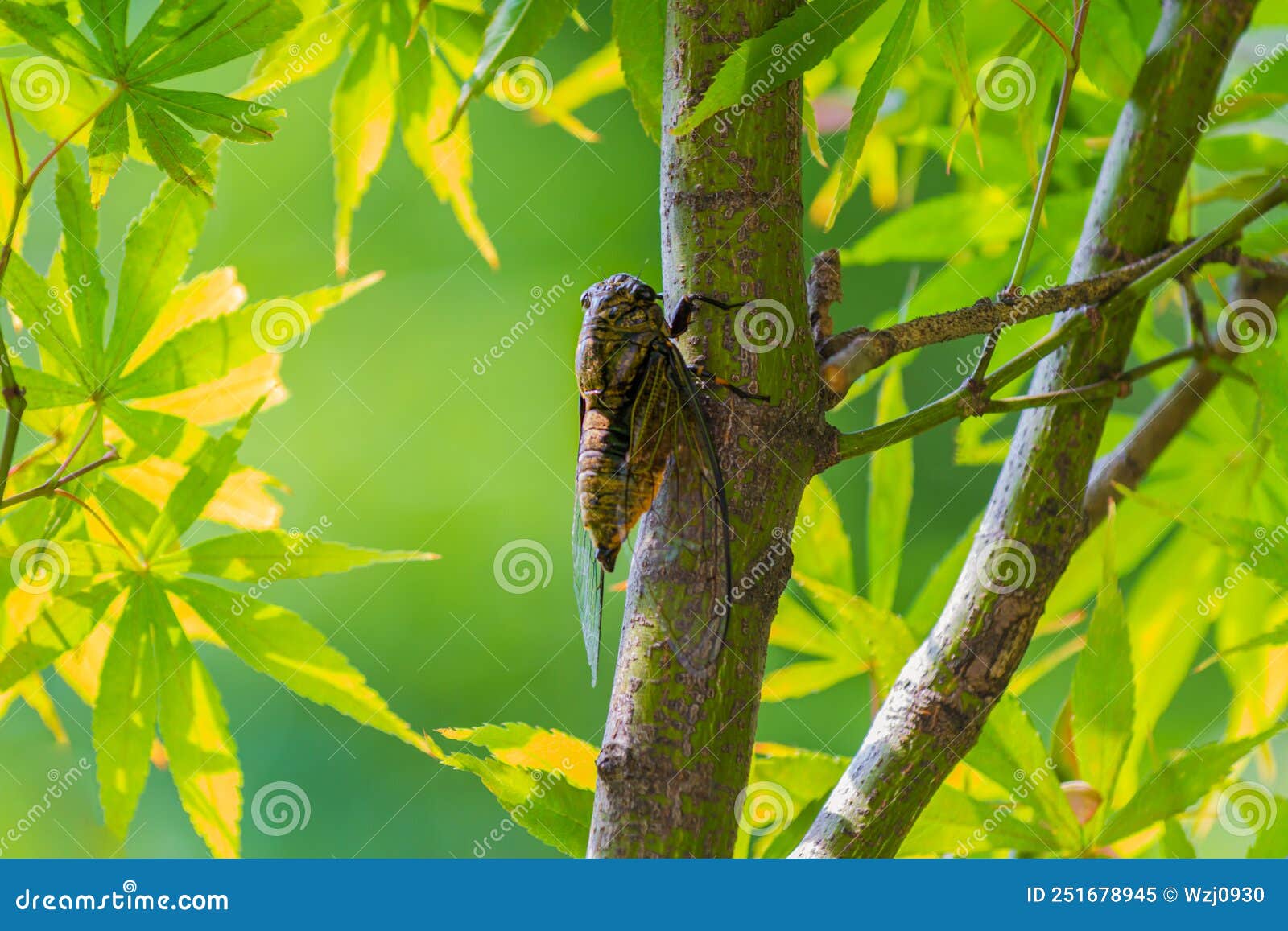 Cicada on the tree stock image. Image of cicada, leaves - 251678945