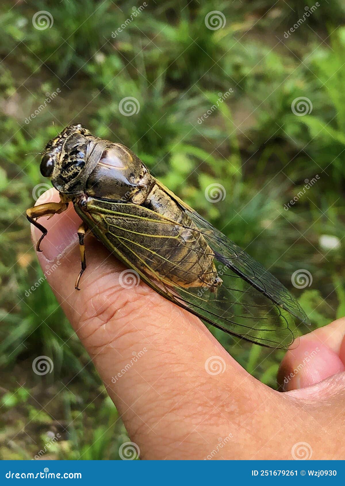 Cicada on hand stock image. Image of cicada, thumb, animal - 251679261