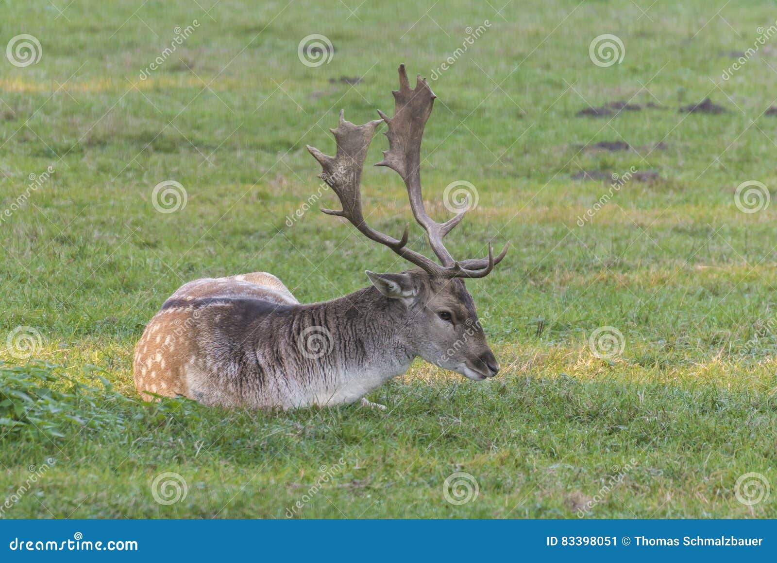 Closeup of an Male Fallow Deer Stock Image - Image of head, brown: 83398051