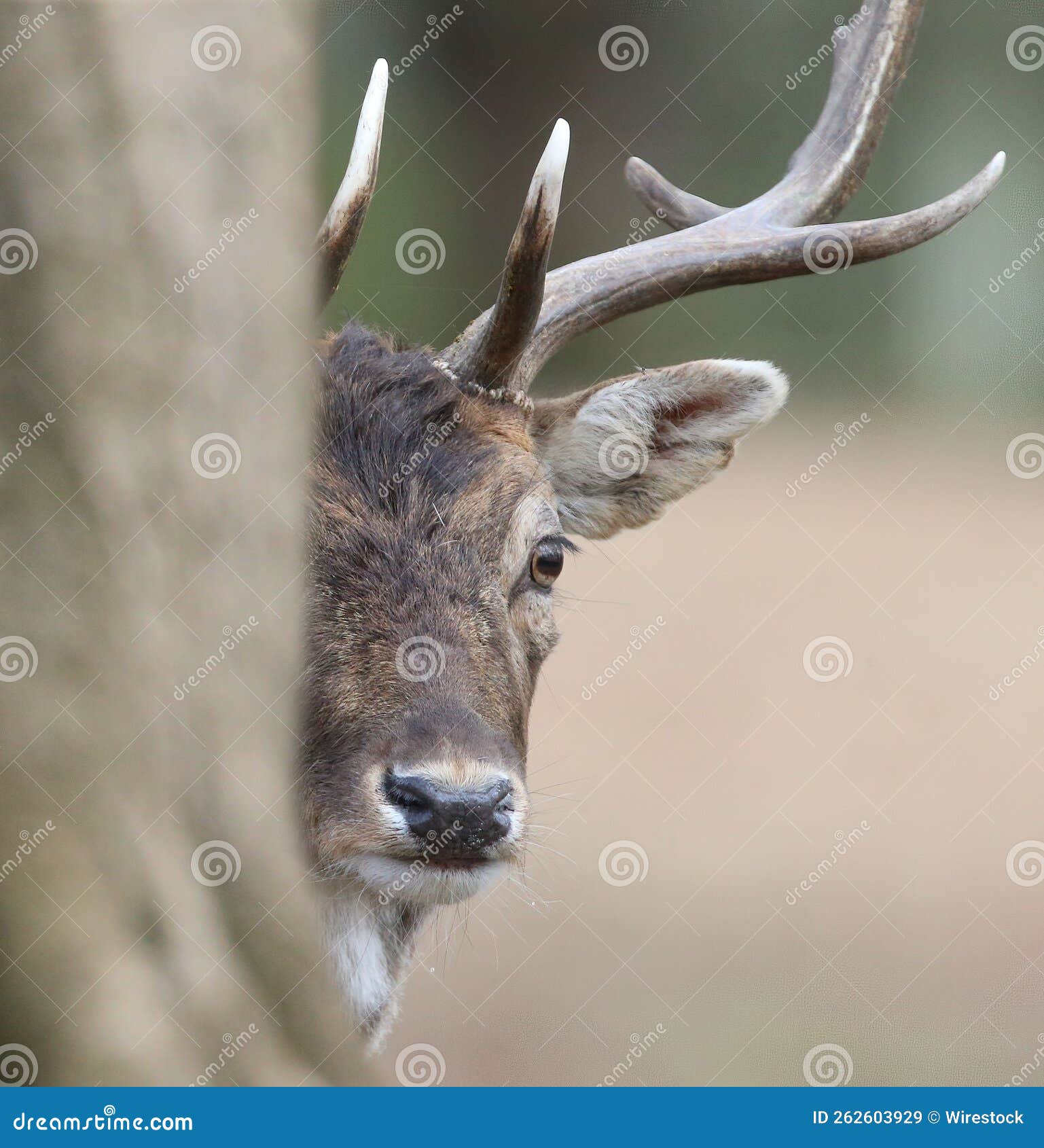 Closeup of a Male Fallow Deer, Dama Dama with Long Strong Horns Looking ...