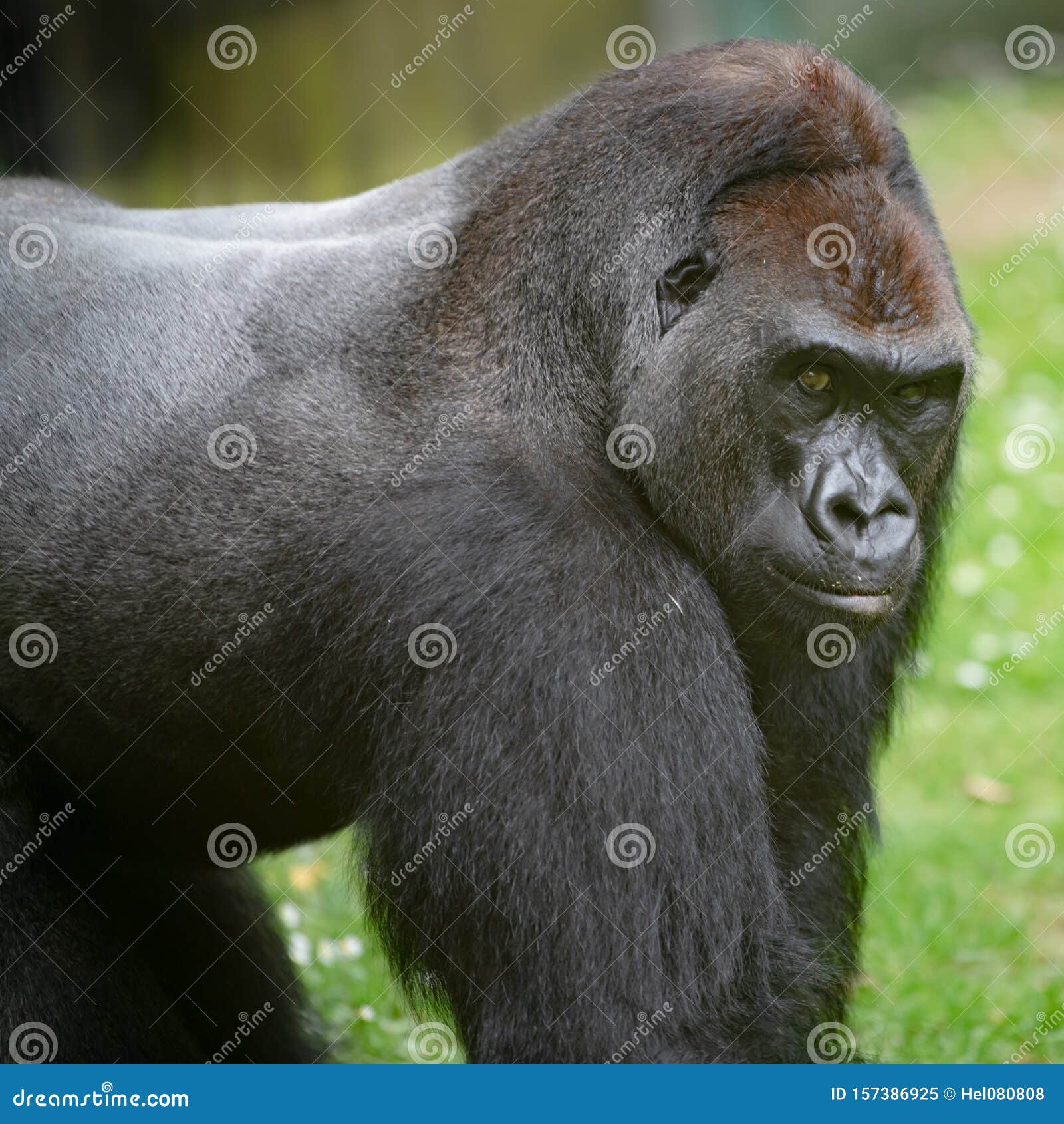 Gorilla Silverback Closeup, Gorilla Portrait. Huge Male Gorilla Facing ...