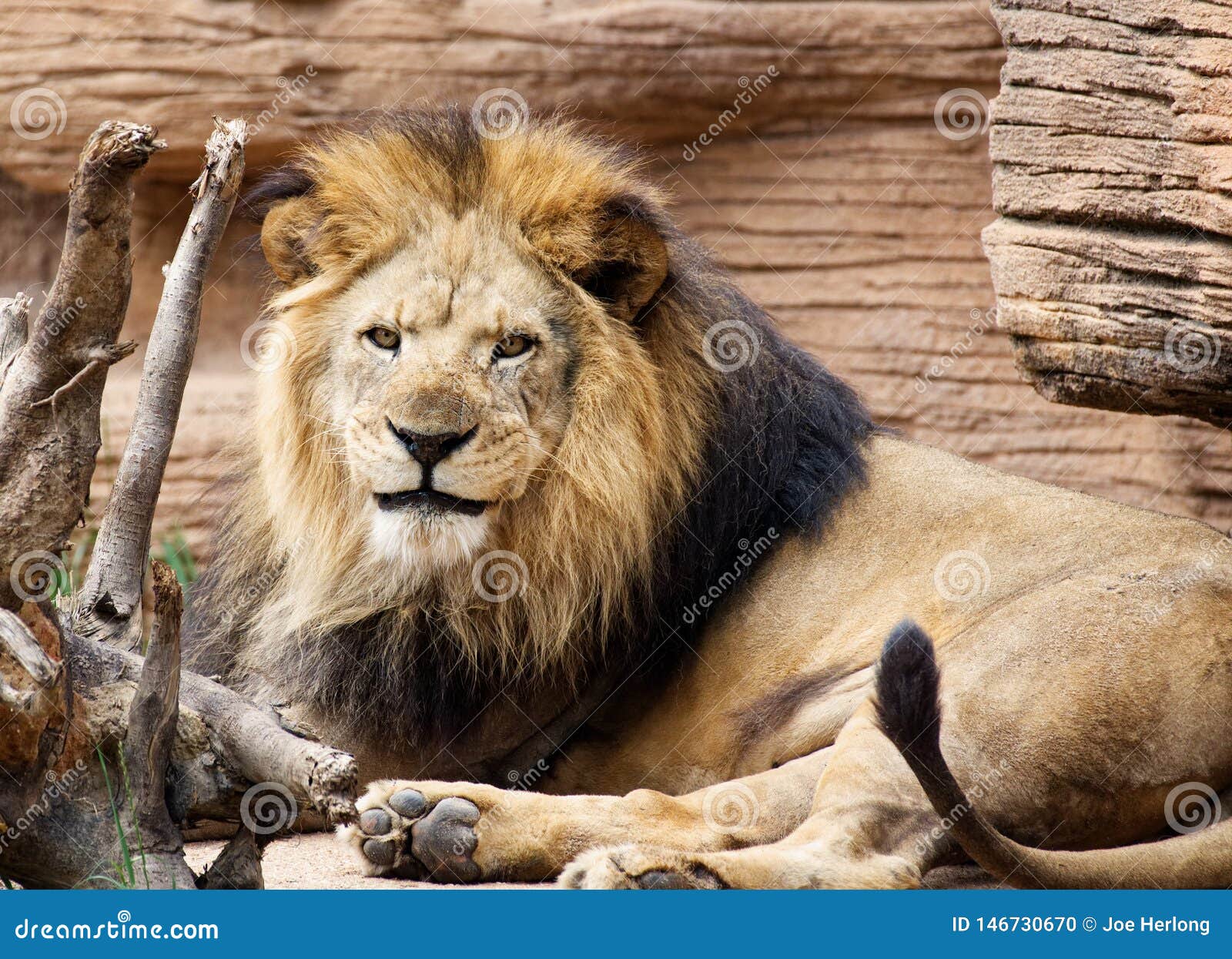 A Closeup of a Male Lion Resting in the Sun. Stock Photo - Image of ...