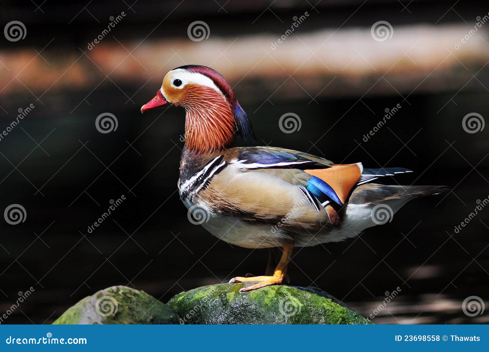 Closeup male mandarin duck stock photo. Image of colour - 23698558