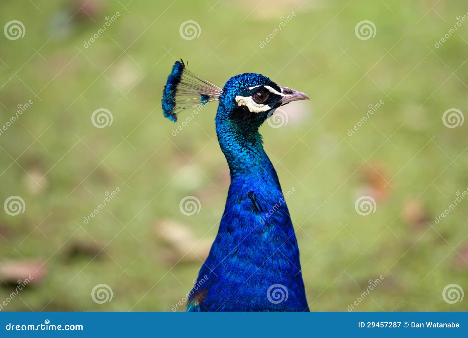 Closeup male peackock stock image. Image of fauna, closeup - 29457287