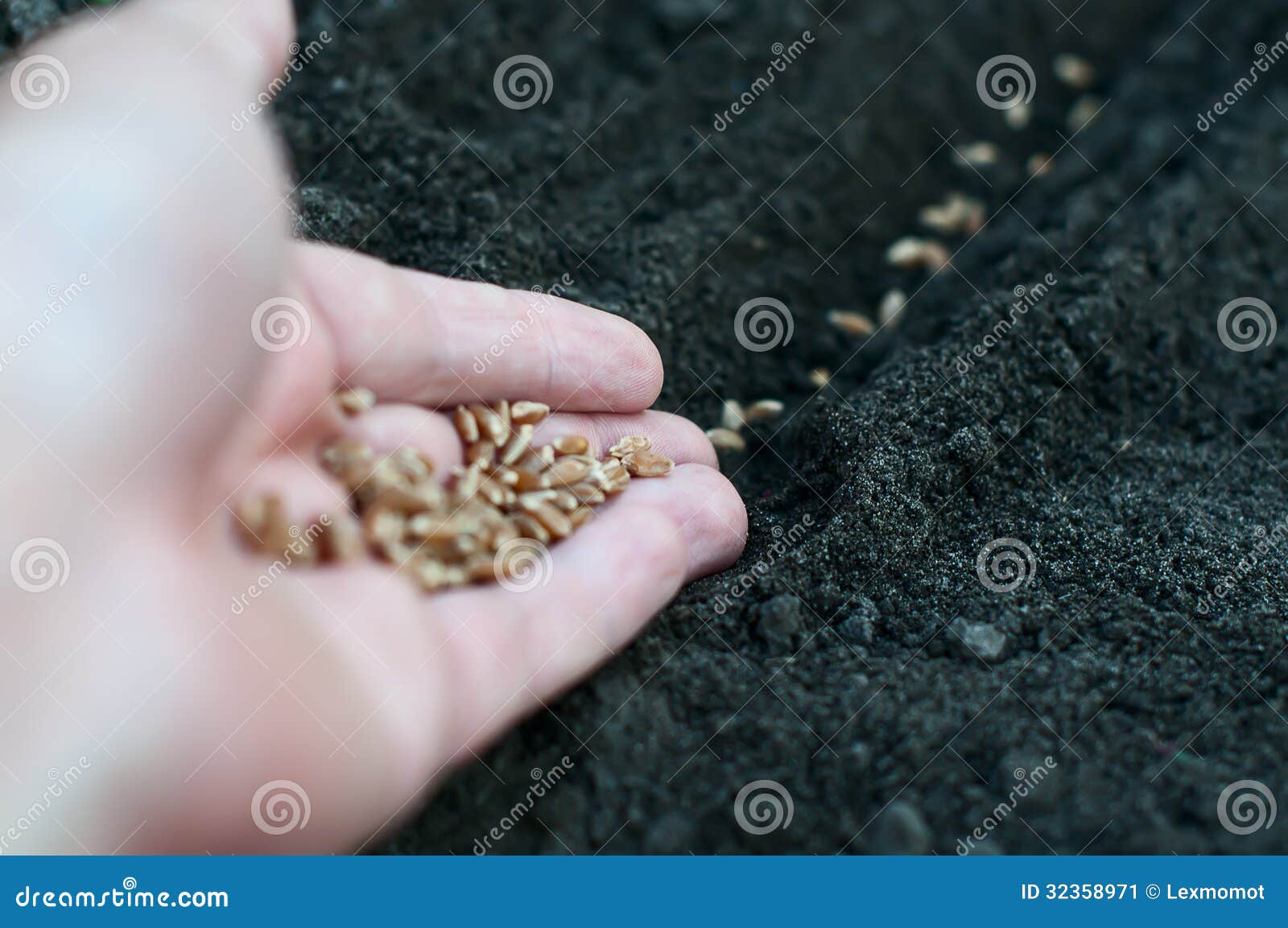 Closeup of a Males Hand Planting Stock Image - Image of earth, farming ...