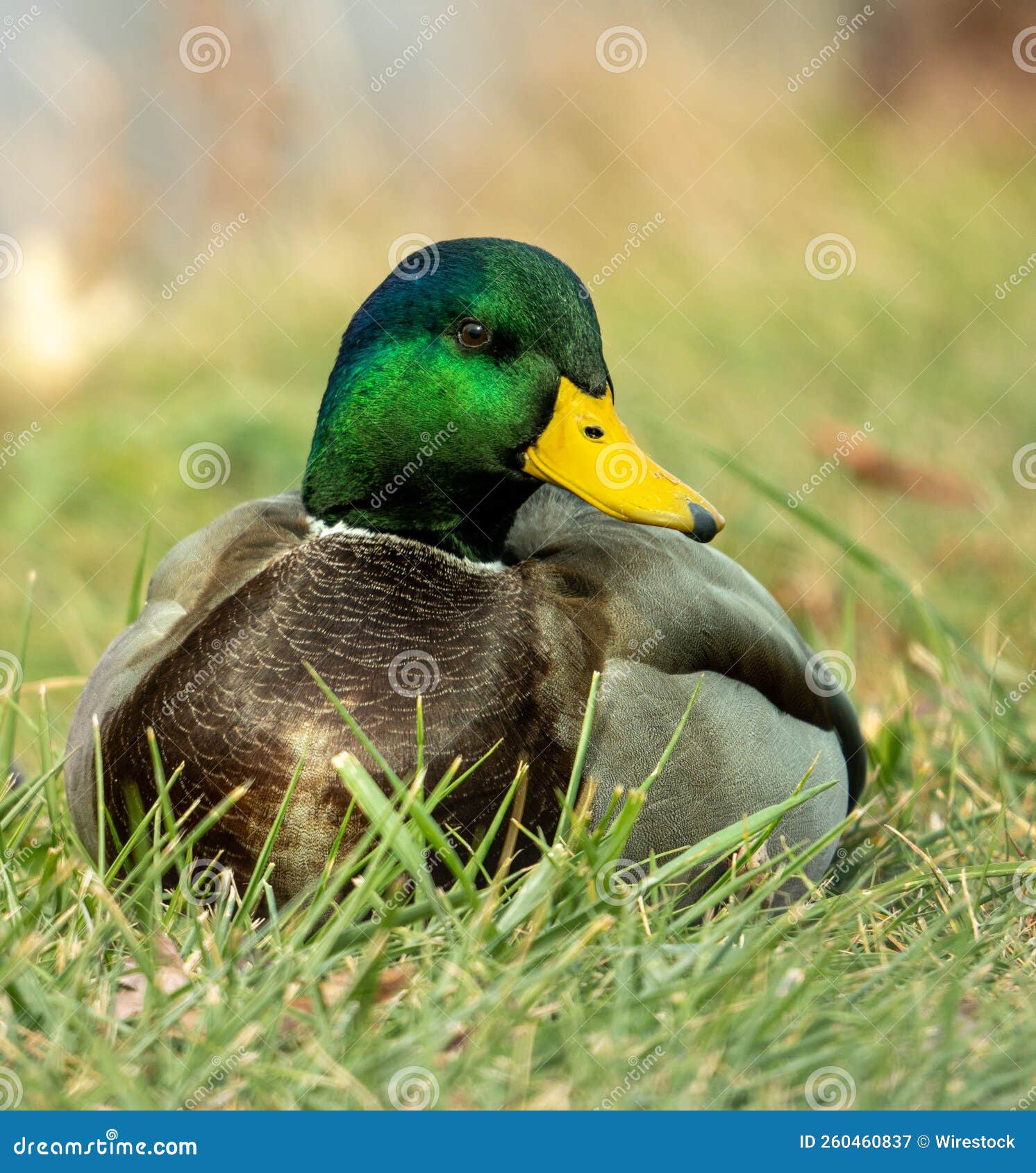 Closeup of Mallard Duck Sitting on Grass Stock Image - Image of ...