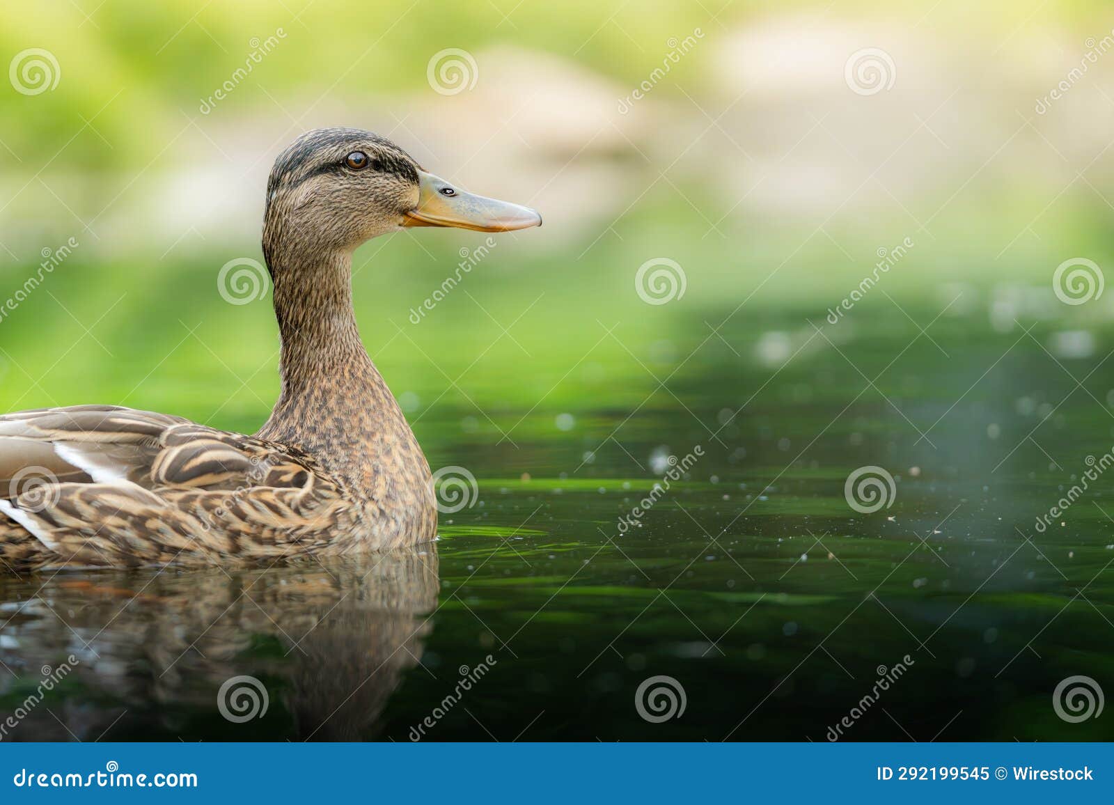 Closeup of a Mallard Duck Swimming in a Pond Stock Image - Image of ...
